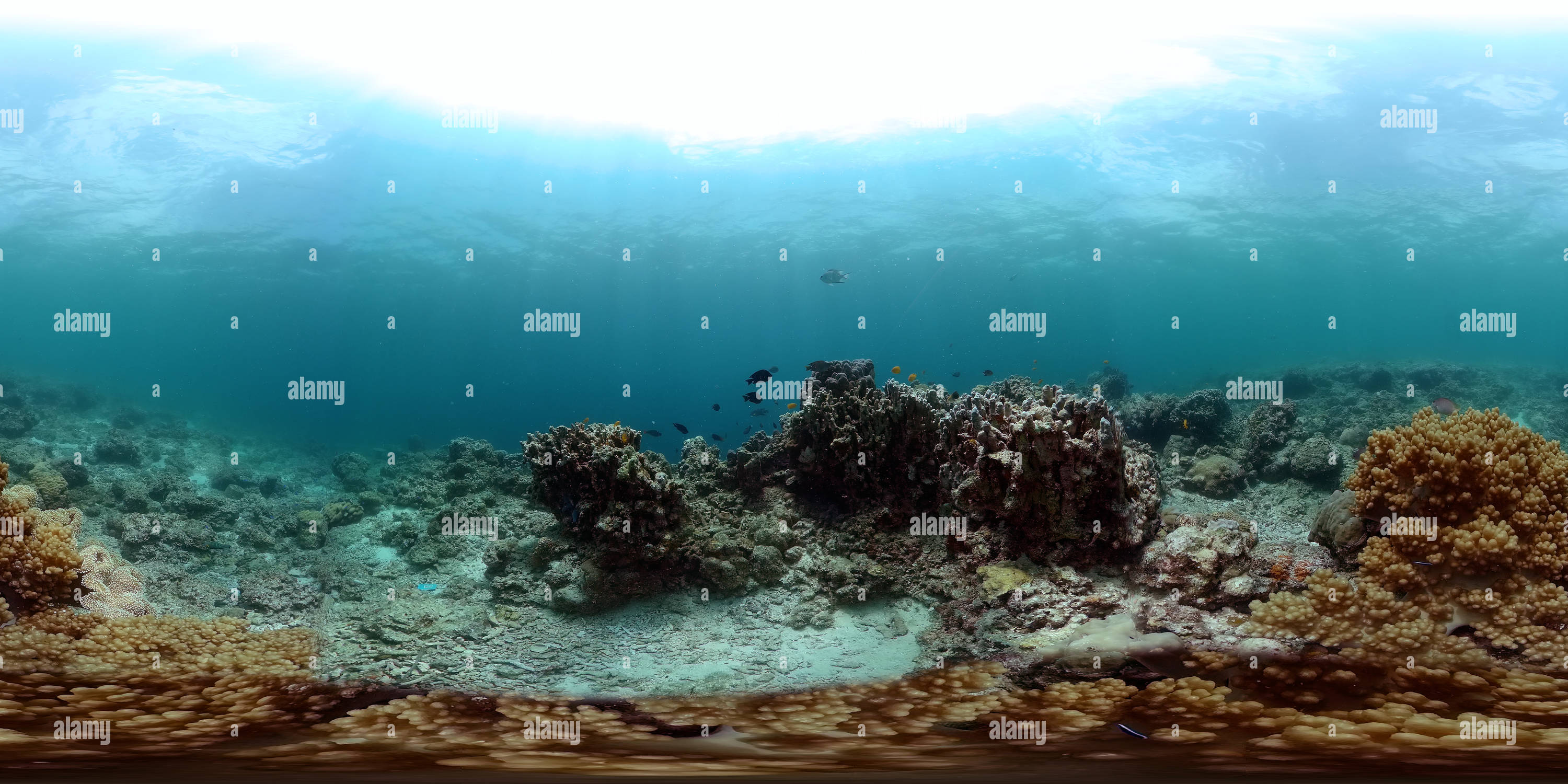 360° view of Coral reef and tropical fish under the sea - Alamy
