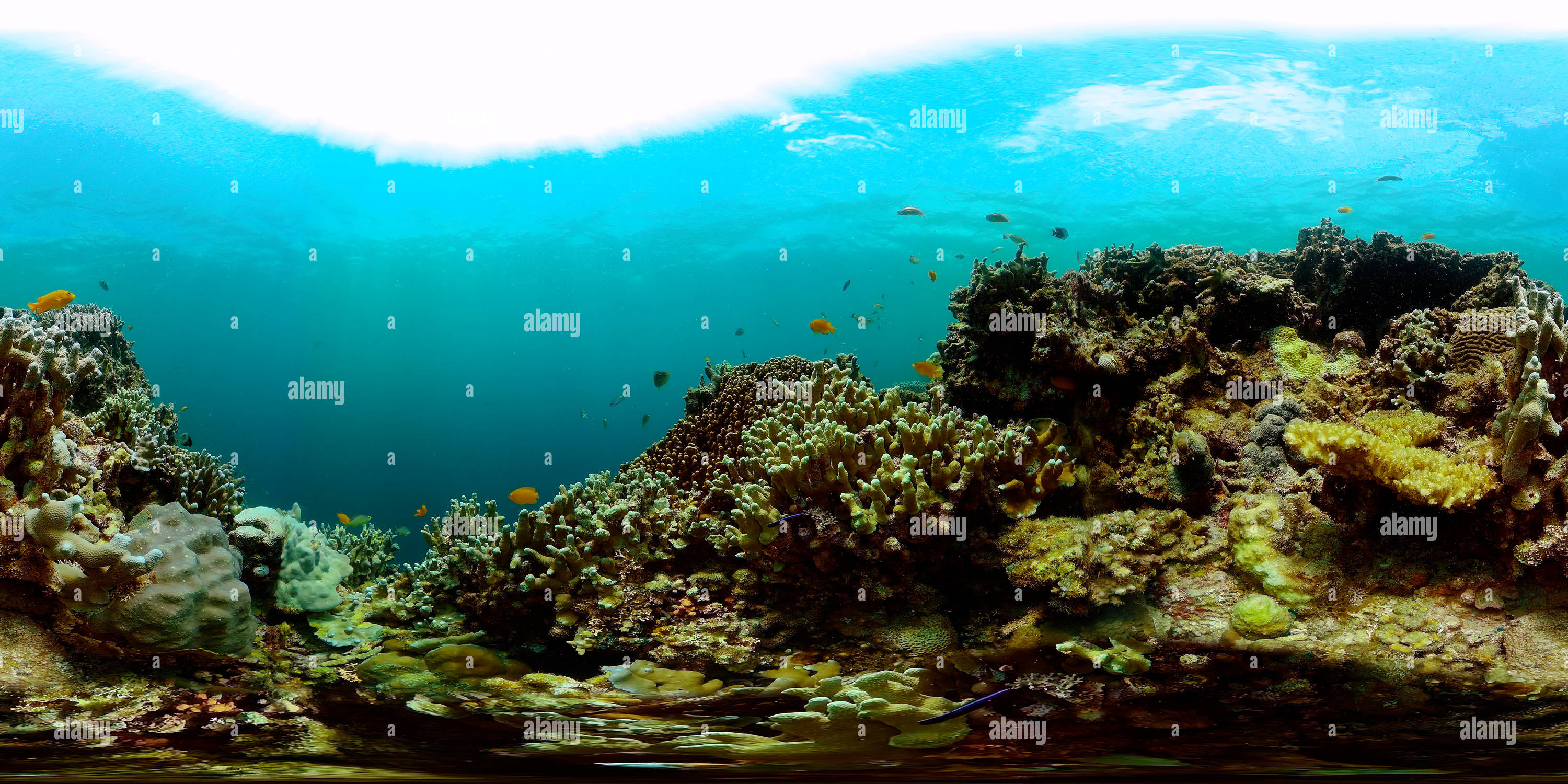 360° view of Tropical fish and coral reefs - Alamy