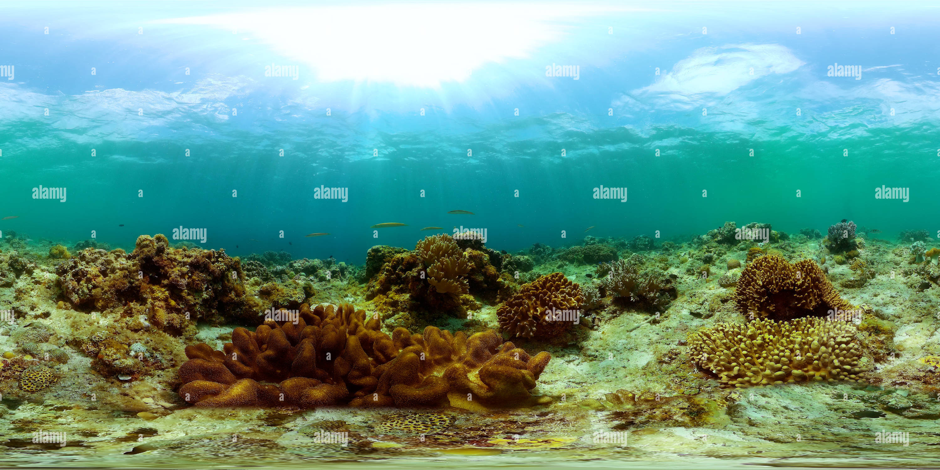 360° view of Fish underwater and coral reef - Alamy