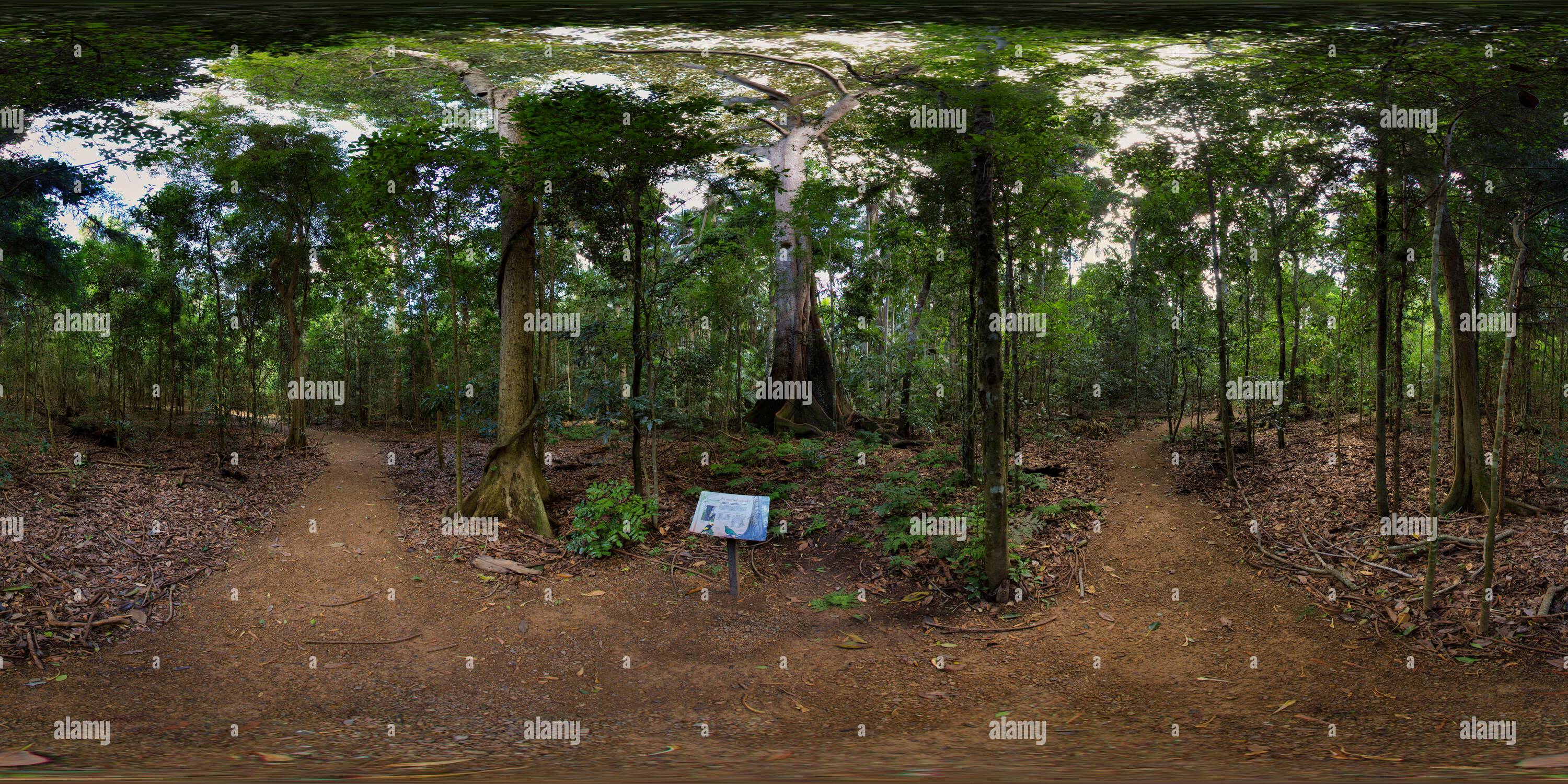 360° view of 360° panorama of 500 year old Morton Bay Fig Tree in ...