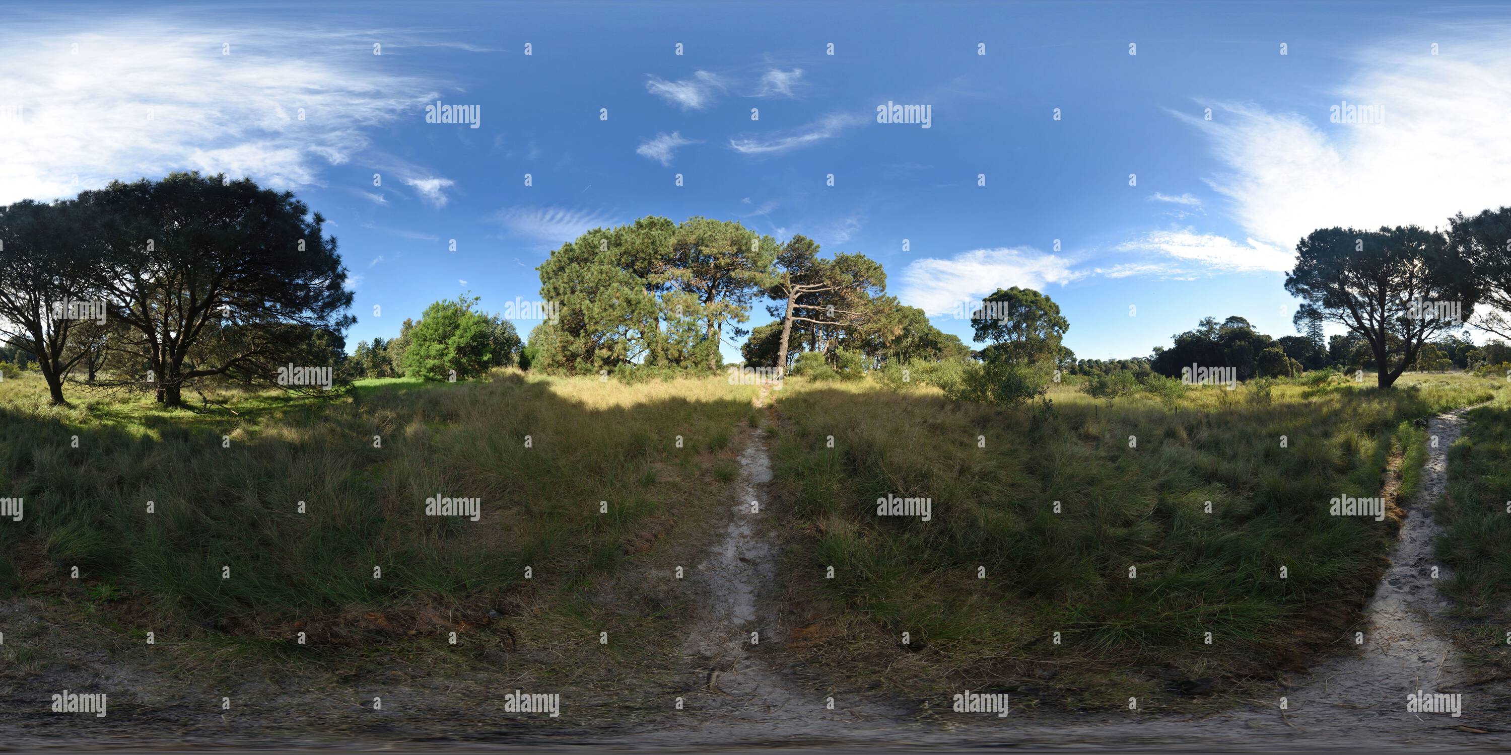 360° view of A sylvan view across native grasses to the Cluster pines ...