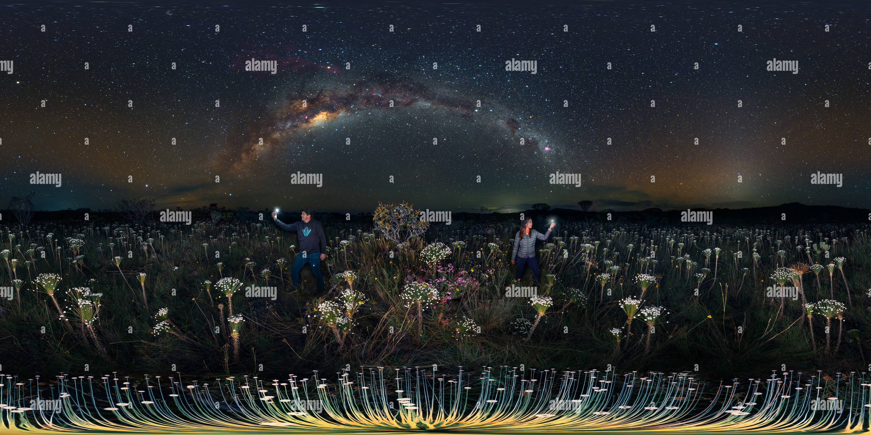 360° view of Paepalanthus wild flowers and milky way - Alamy