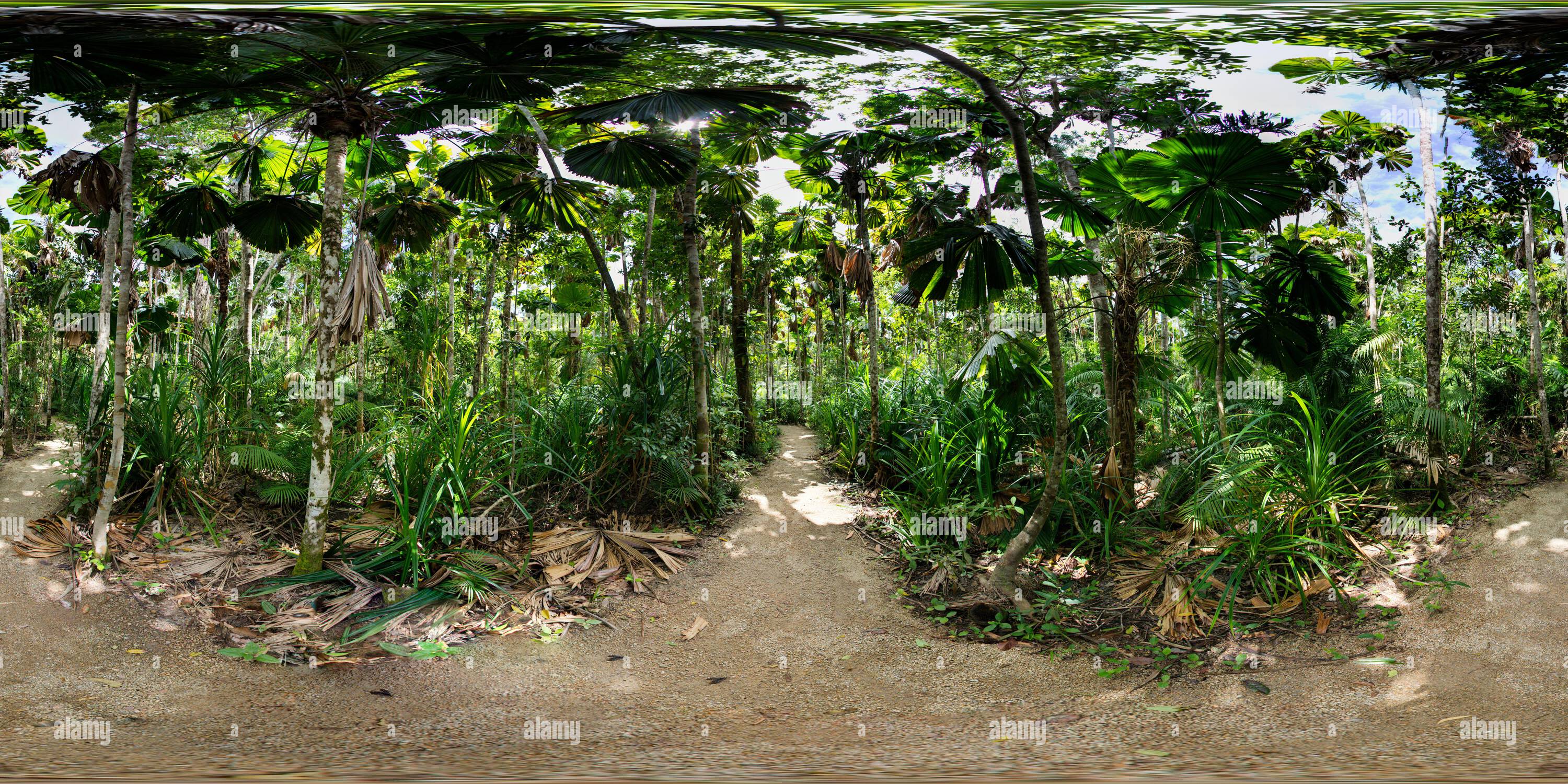 360° view of Licuala Fan Palm Walk - Djiru National Park Mission Beach ...