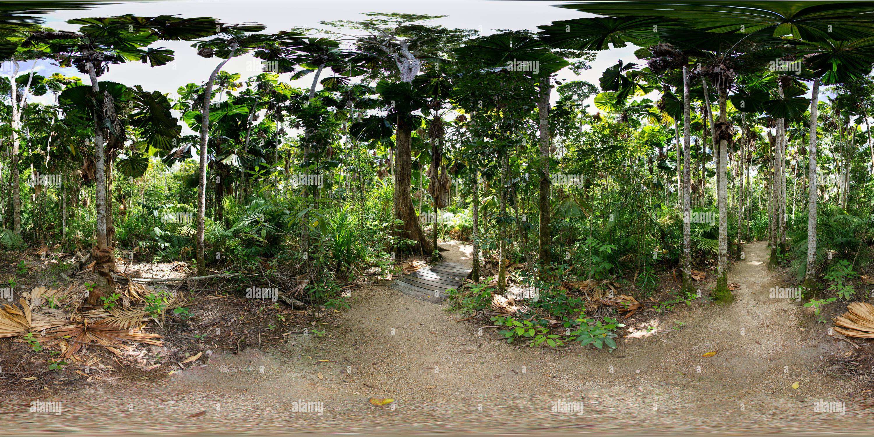 360° view of 360° panorama of Licuala Fan Palm Walk - Djiru National ...