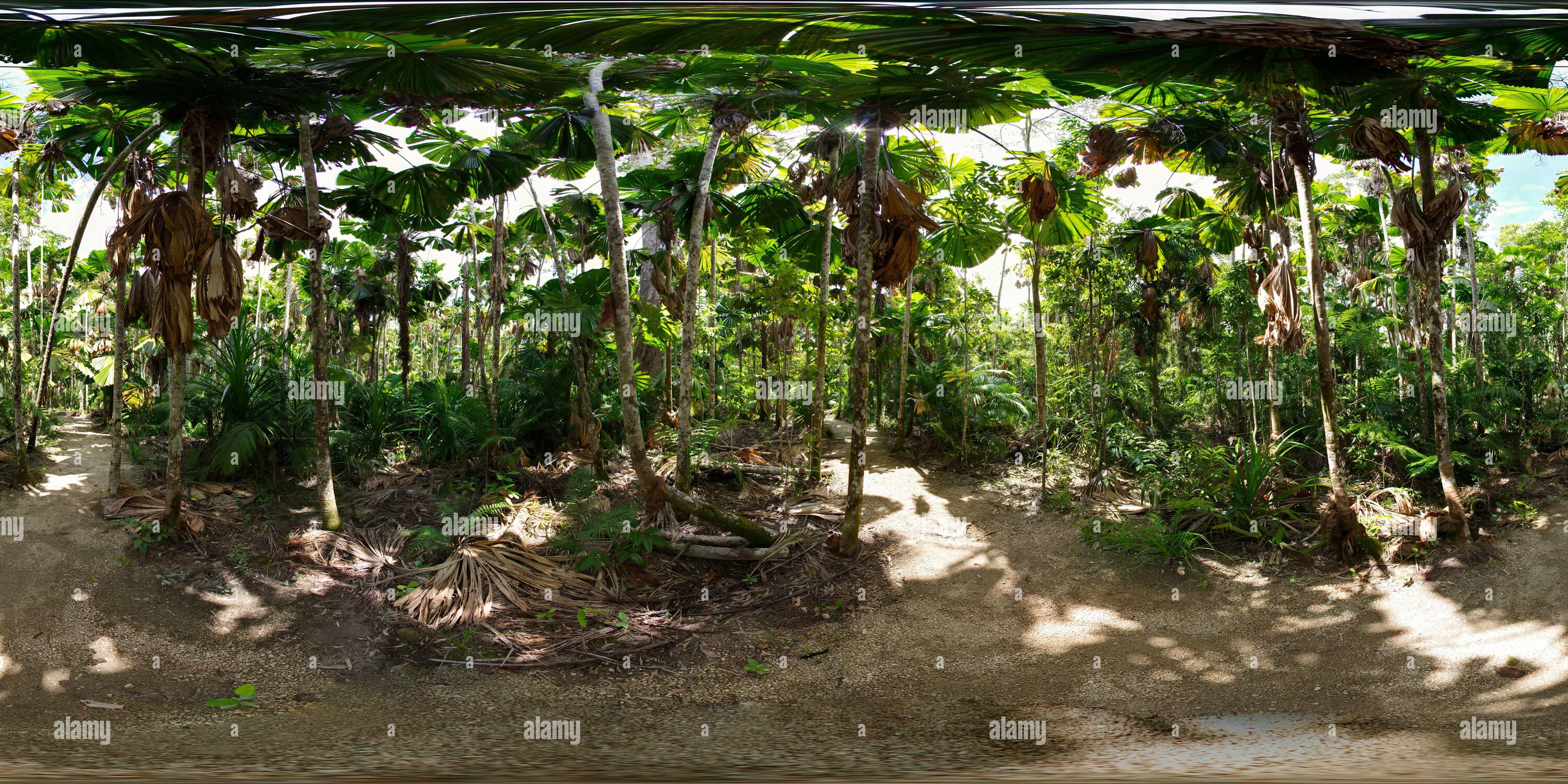 360° view of 360° panorama of Licuala Fan Palm Walk - Djiru National ...