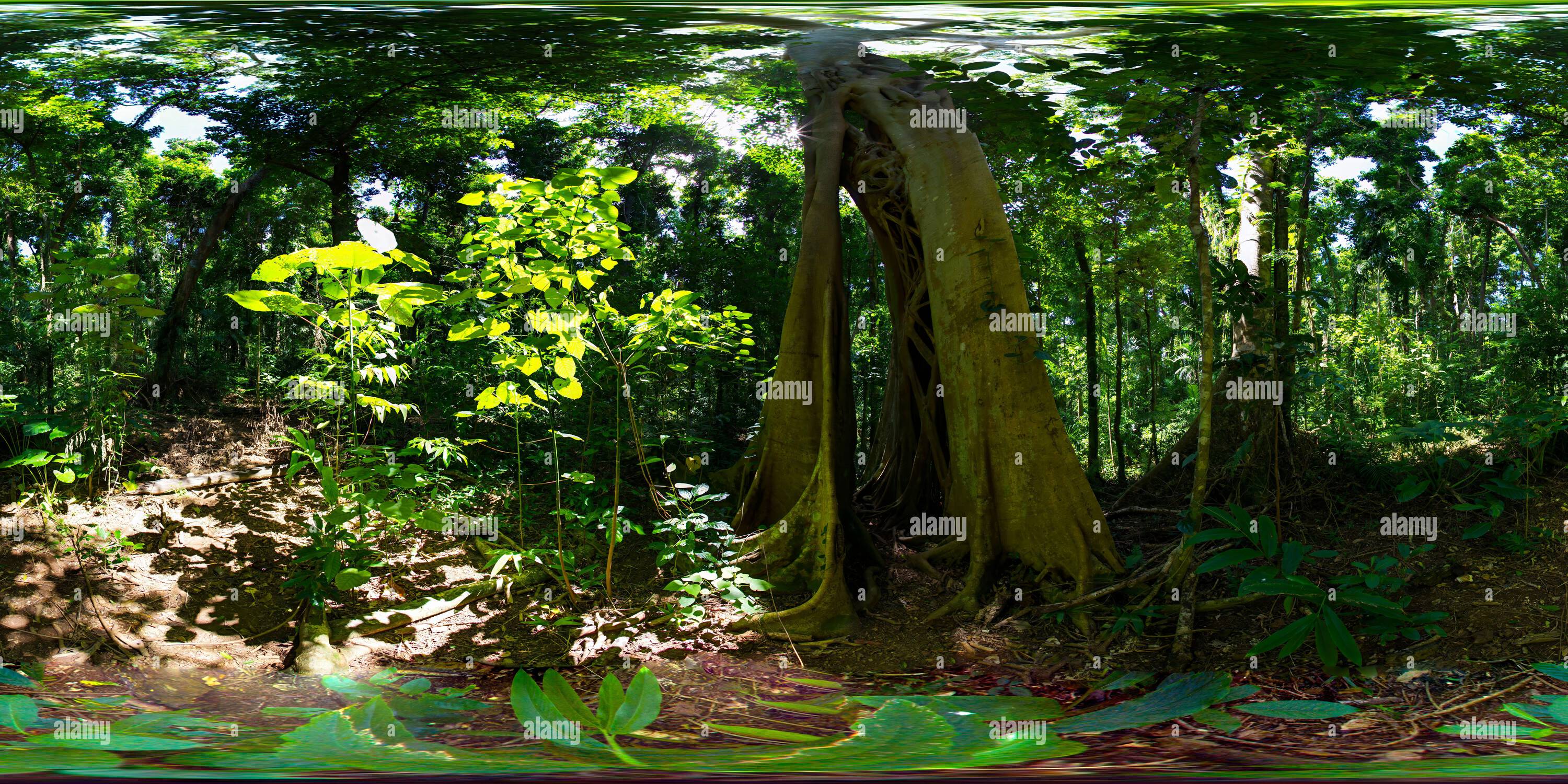 360° view of 360° panorama of tropical rainforest Dunk Island North ...