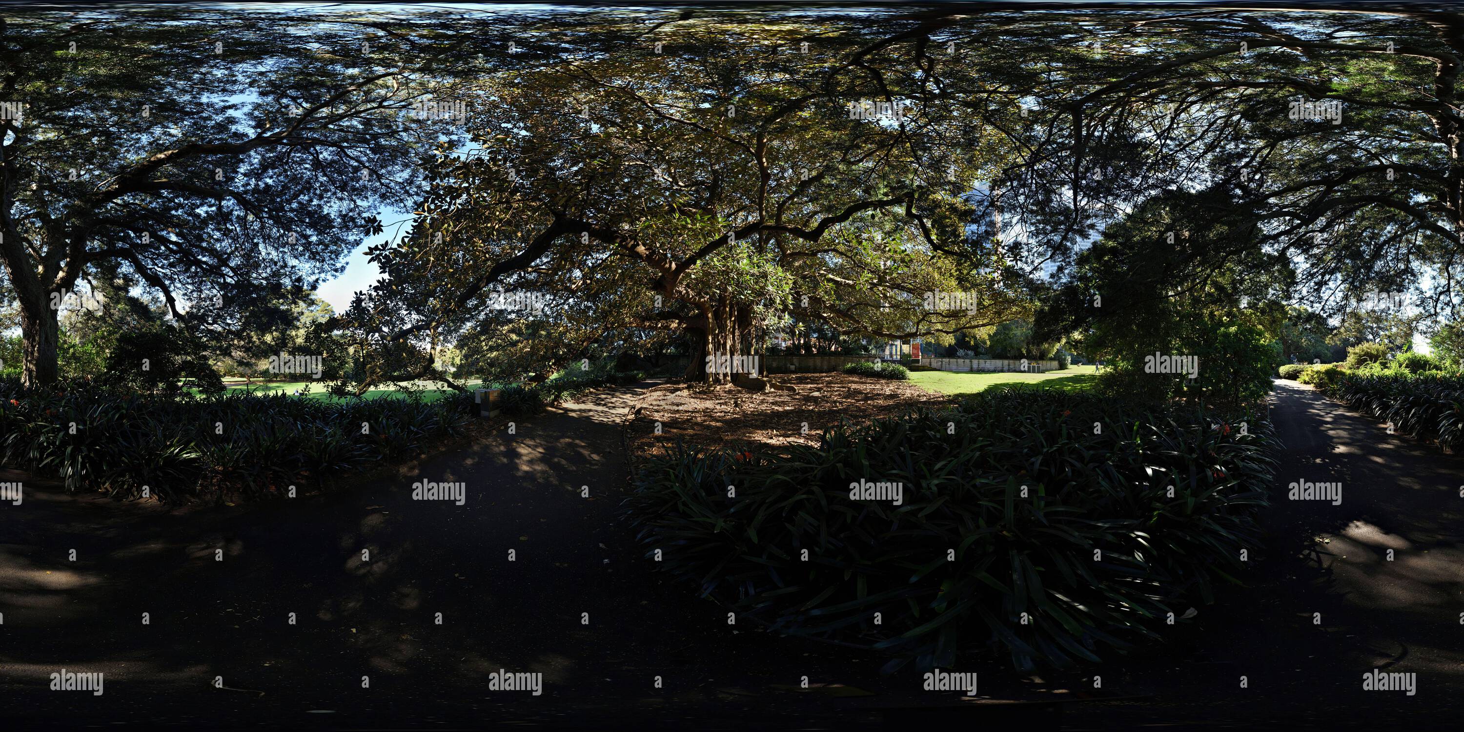 360° view of Moreton Bay Fig tree with aerial roots and an Afrocarpus ...