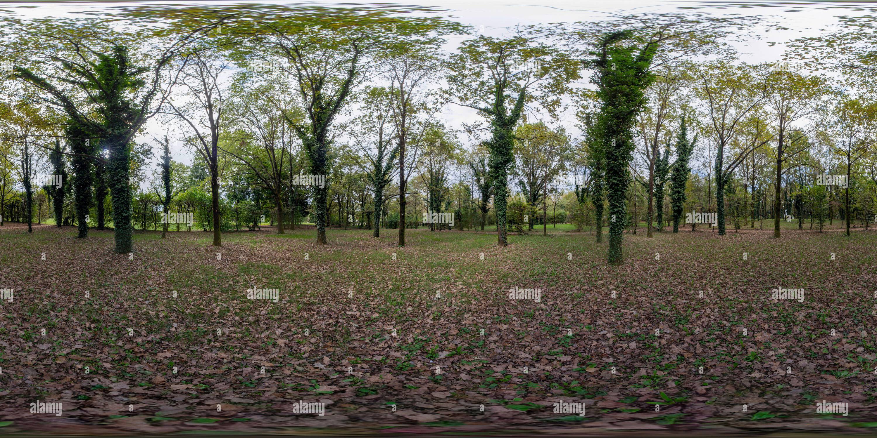 360° view of 360 photo VR of a countryside grove in autumn - Alamy