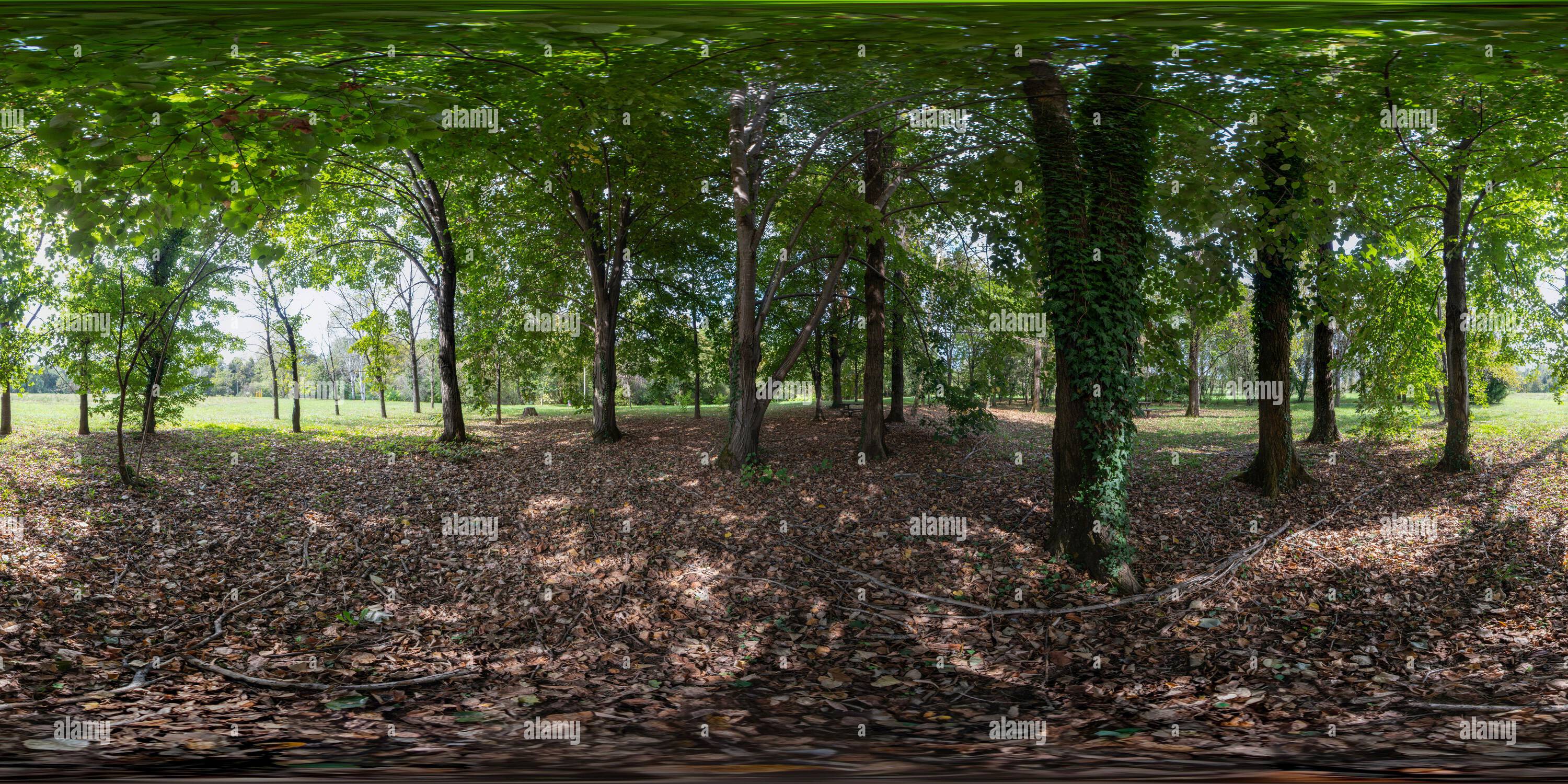 360° view of 360 photo VR of a countryside grove in autumn - Alamy