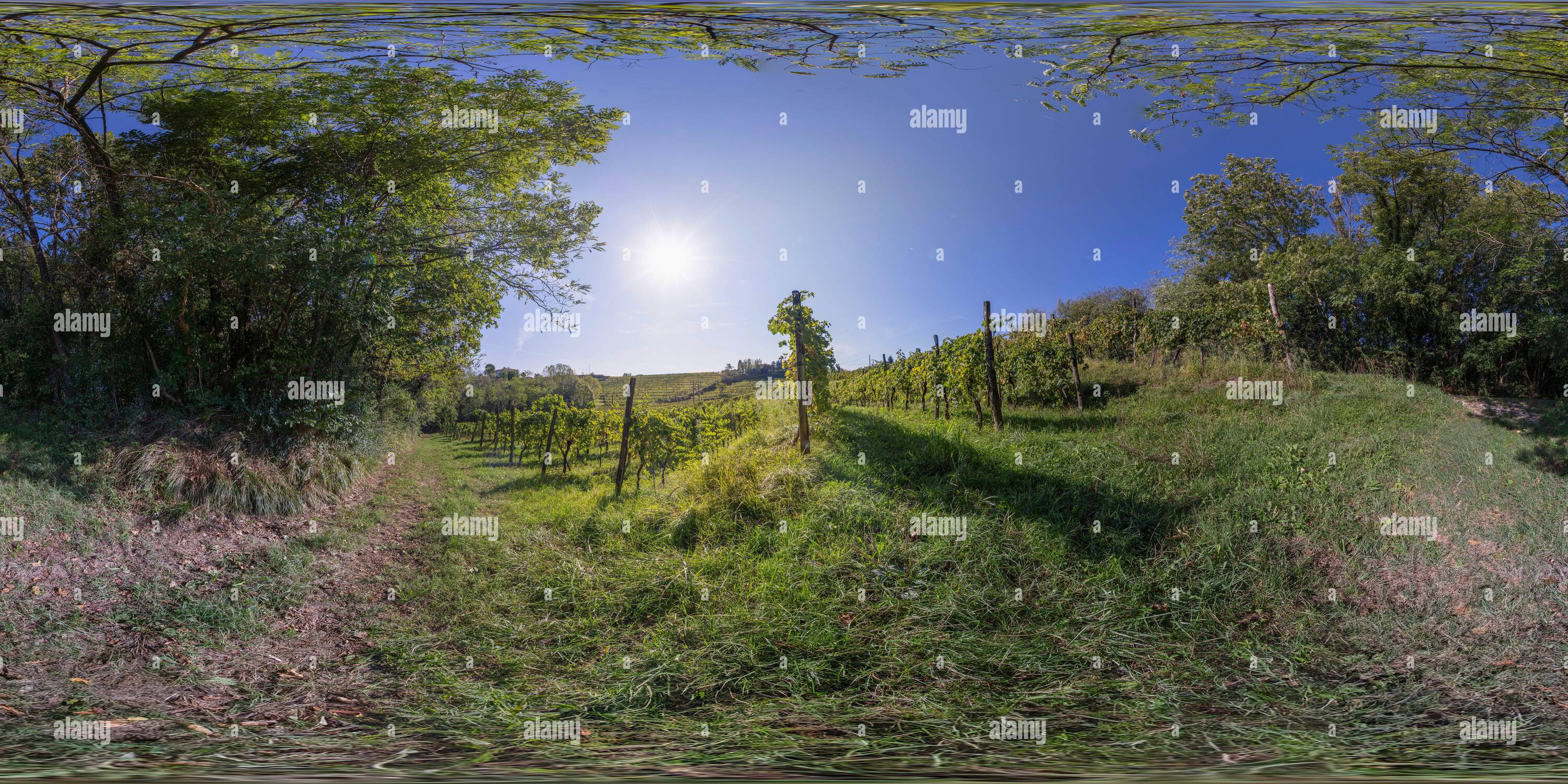 360° view of 360 VR photo. view of the rows of a vineyard in the ...