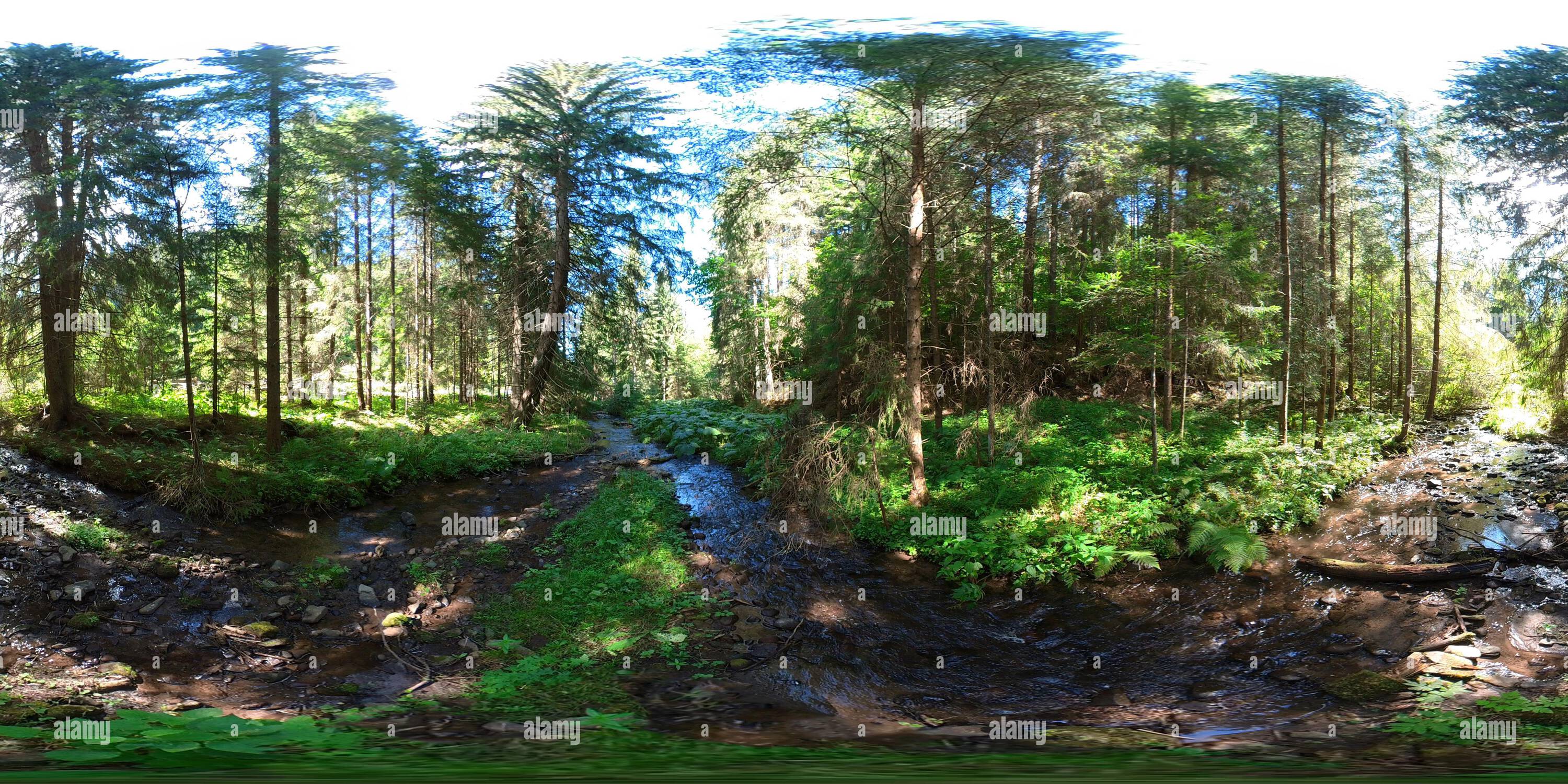 360° view of Deep Forest Stream in Toplita Romania 360 VR - Alamy