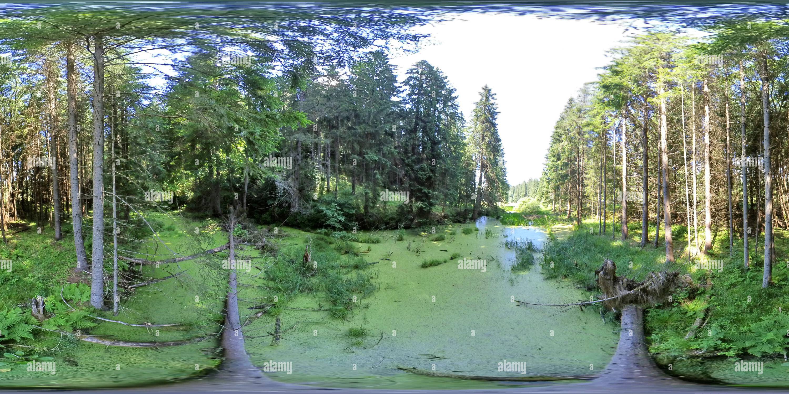 360° view of Mountain Swamp in the Forest 360 VR - Alamy