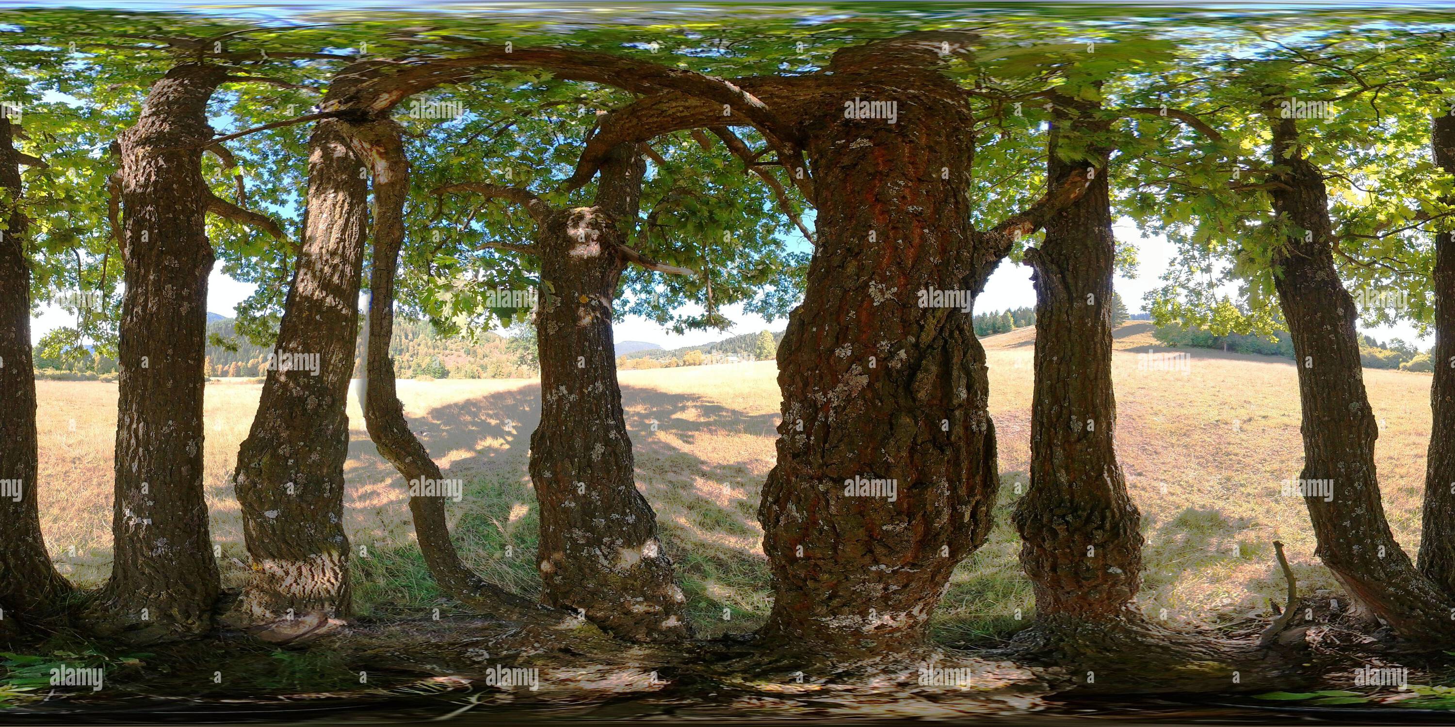 360° view of Ancient Oak Trees in the Wilderness 360 VR - Alamy