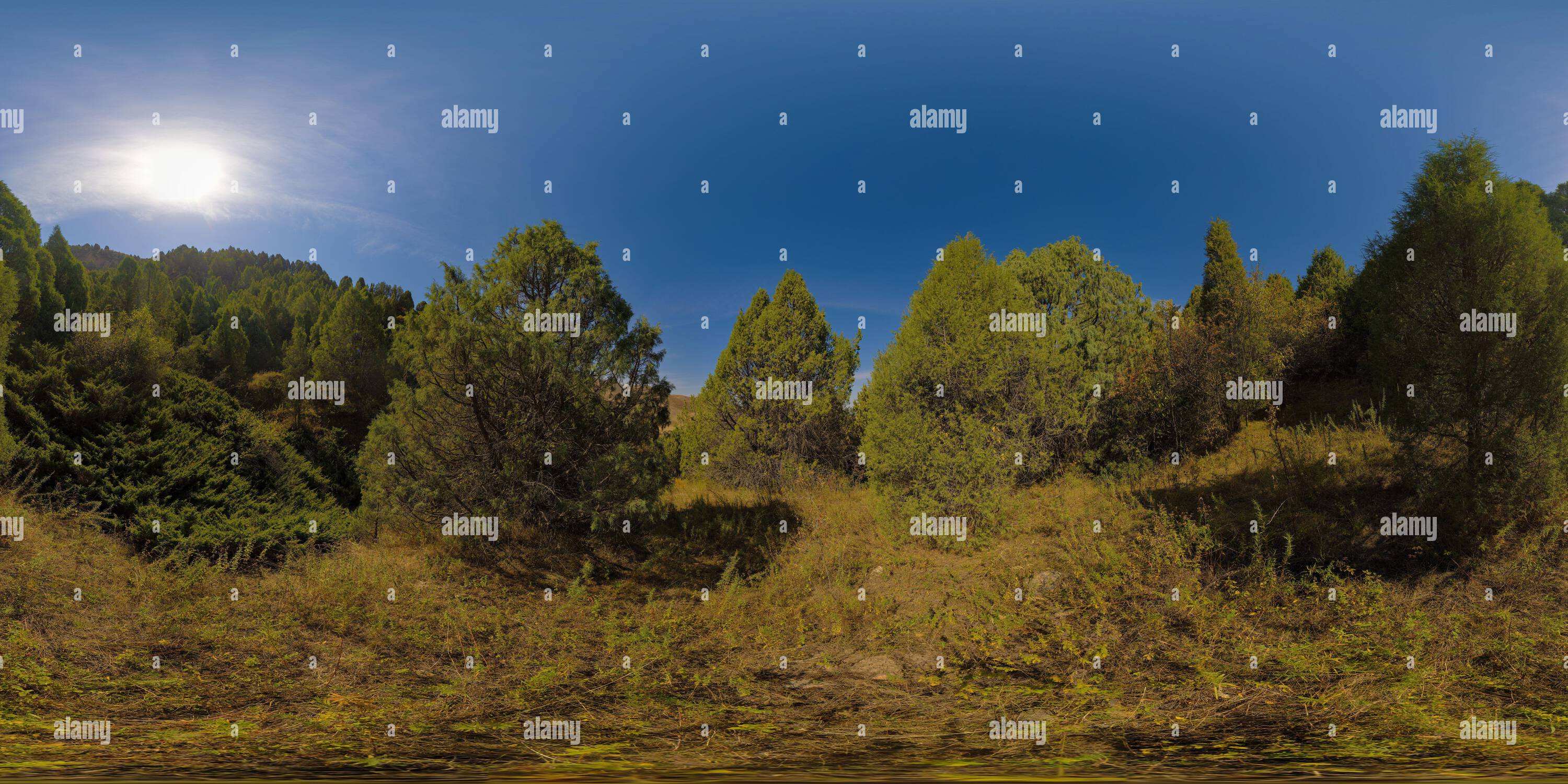 360° view of Full Spherical panorama of juniper archa forest on ...