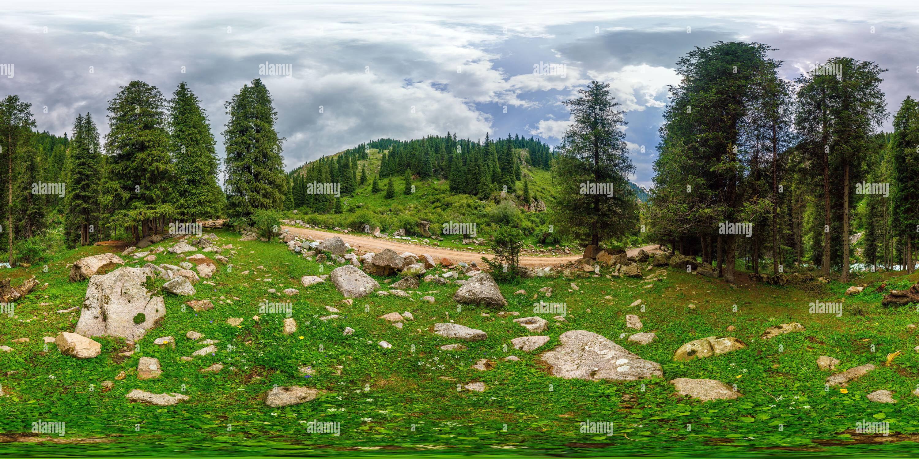 360° view of Full 360 degree spherical HDRi panorama of a coniferous ...