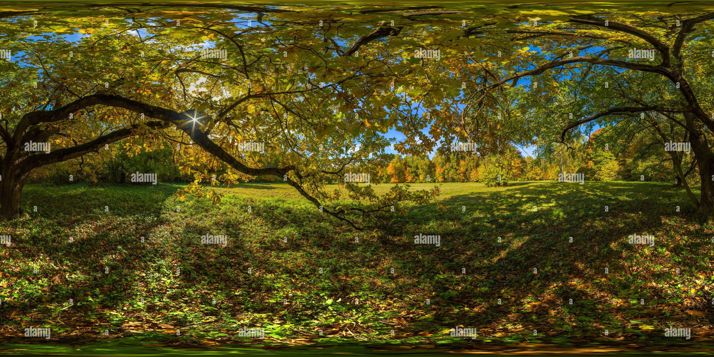 360° view of 360 by 180 degree full spherical panorama under yellow oak ...