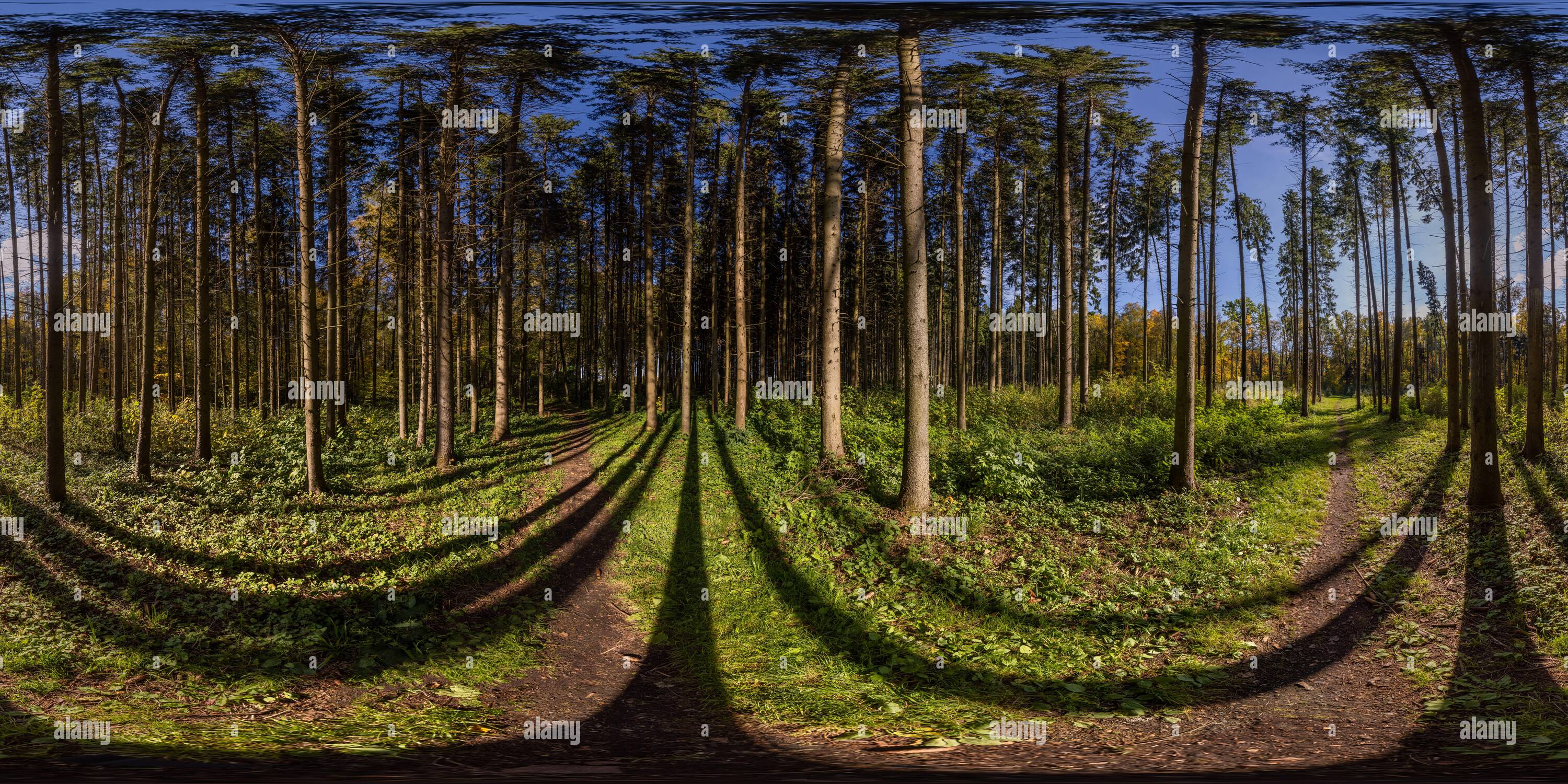 360 vr green yellow forest hi-res stock photography and images - Alamy