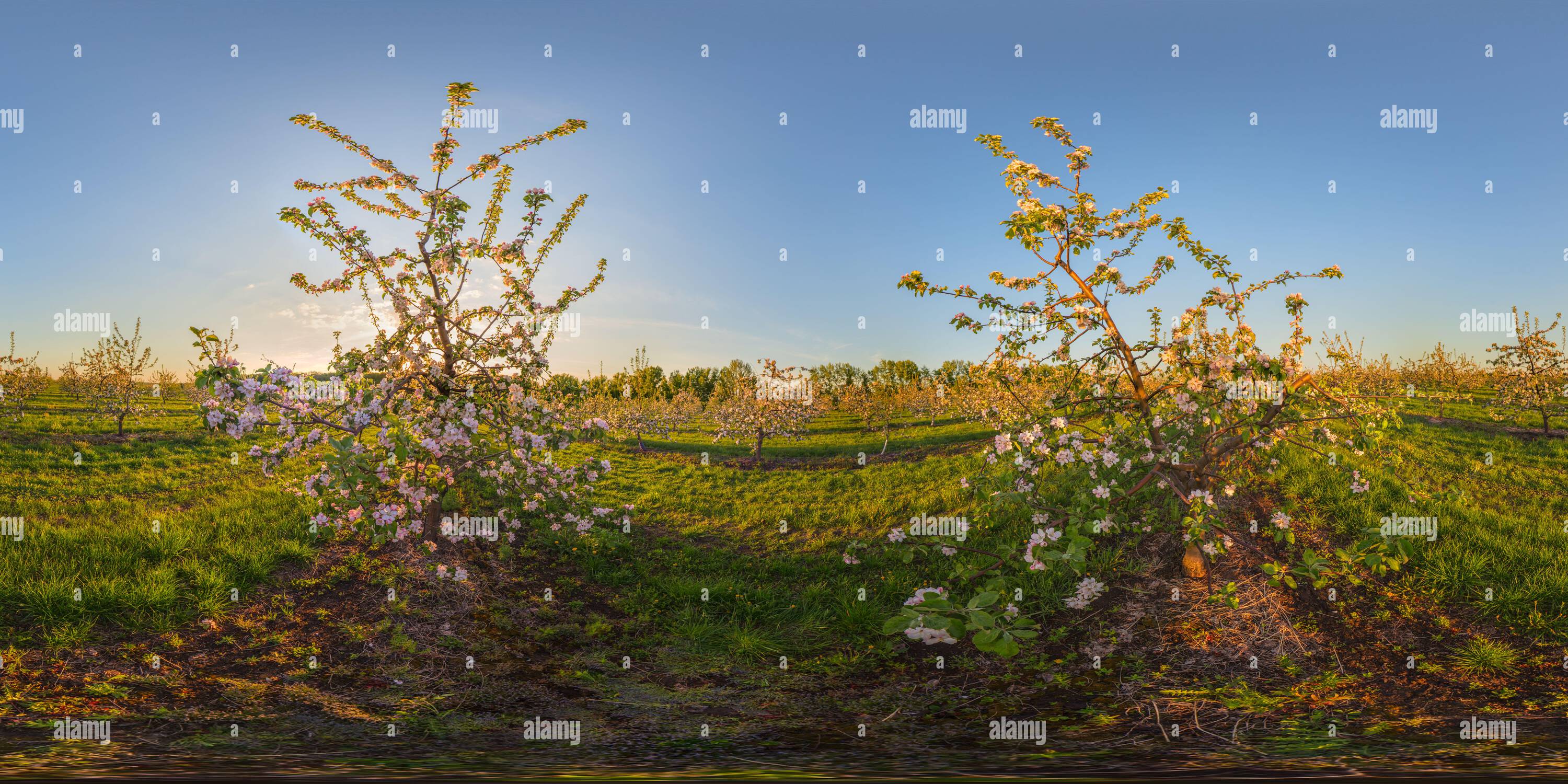 360° view of sunset in blossoming apple garden full spherical 360 by ...
