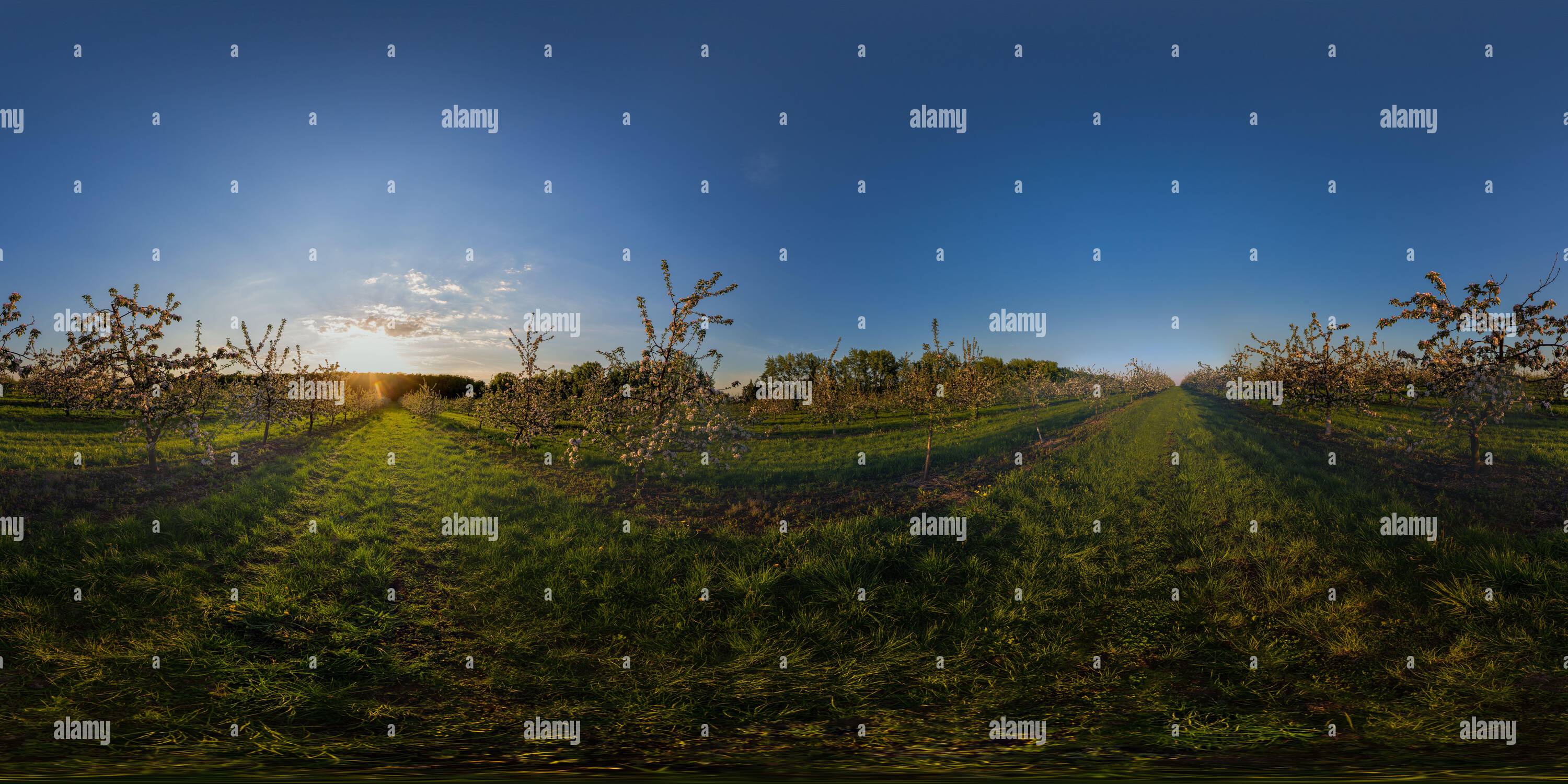 360° view of sunset in blossoming apple garden full spherical 360 by ...