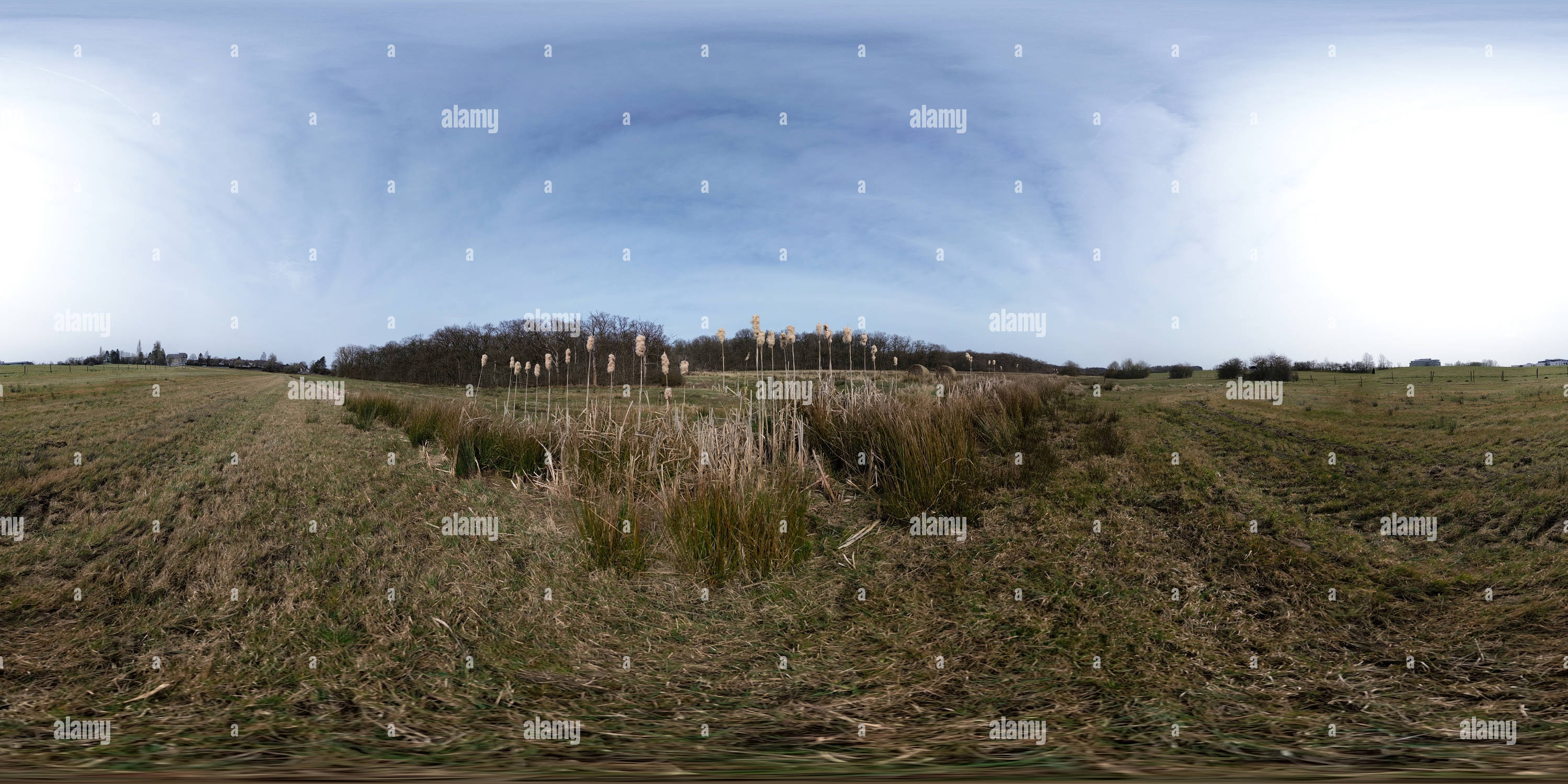 360° view of Common cattails (Typha latifolia - Alamy