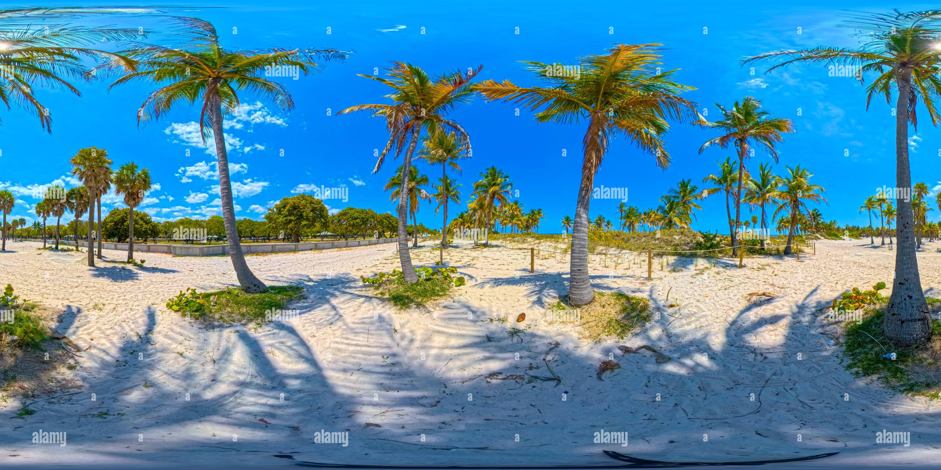 360° view of Tropical palms Crandon Park Miami Beach. 360 VR ...