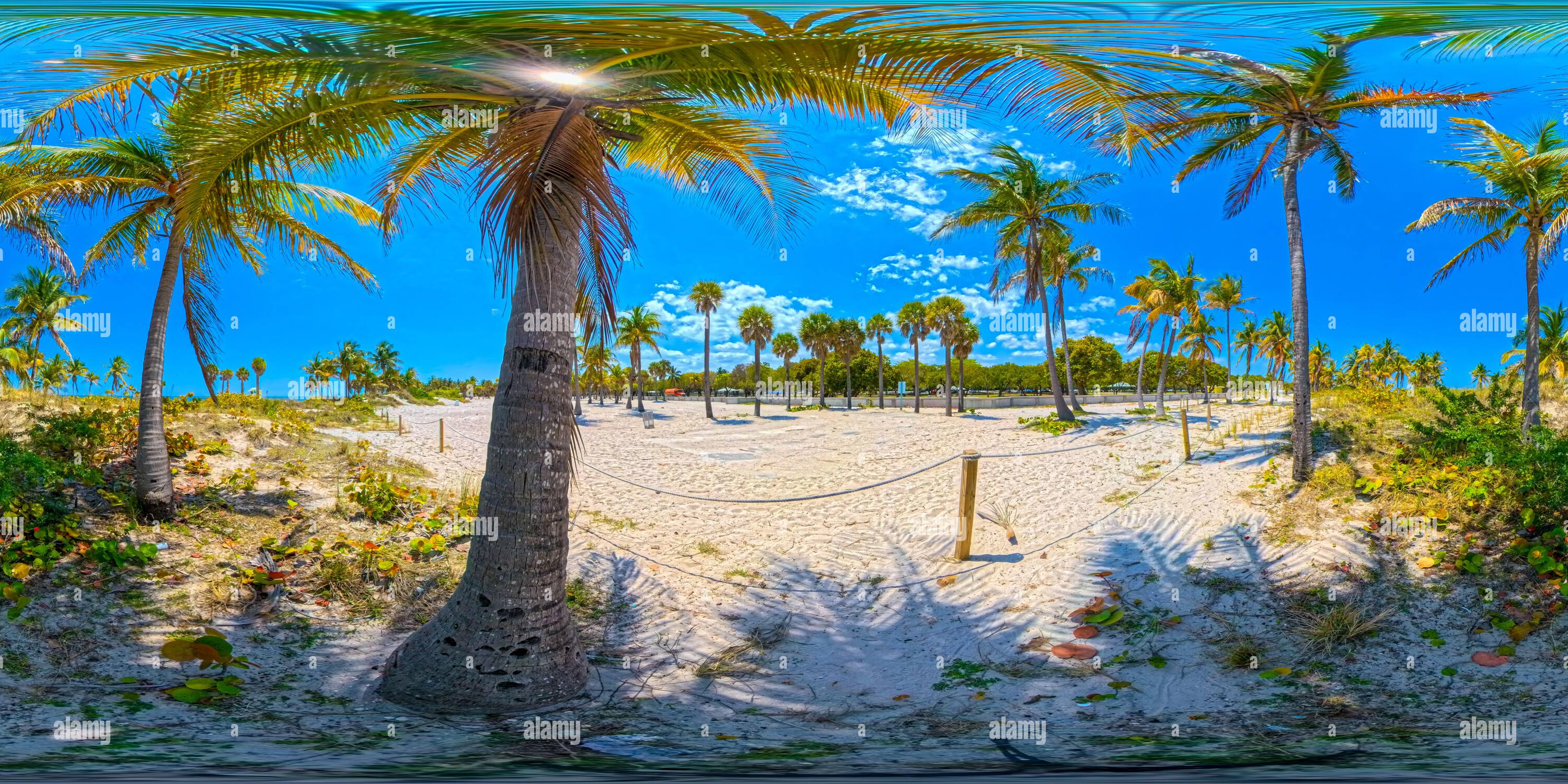 360° view of Tropical palms Crandon Park Miami Beach. 360 VR ...