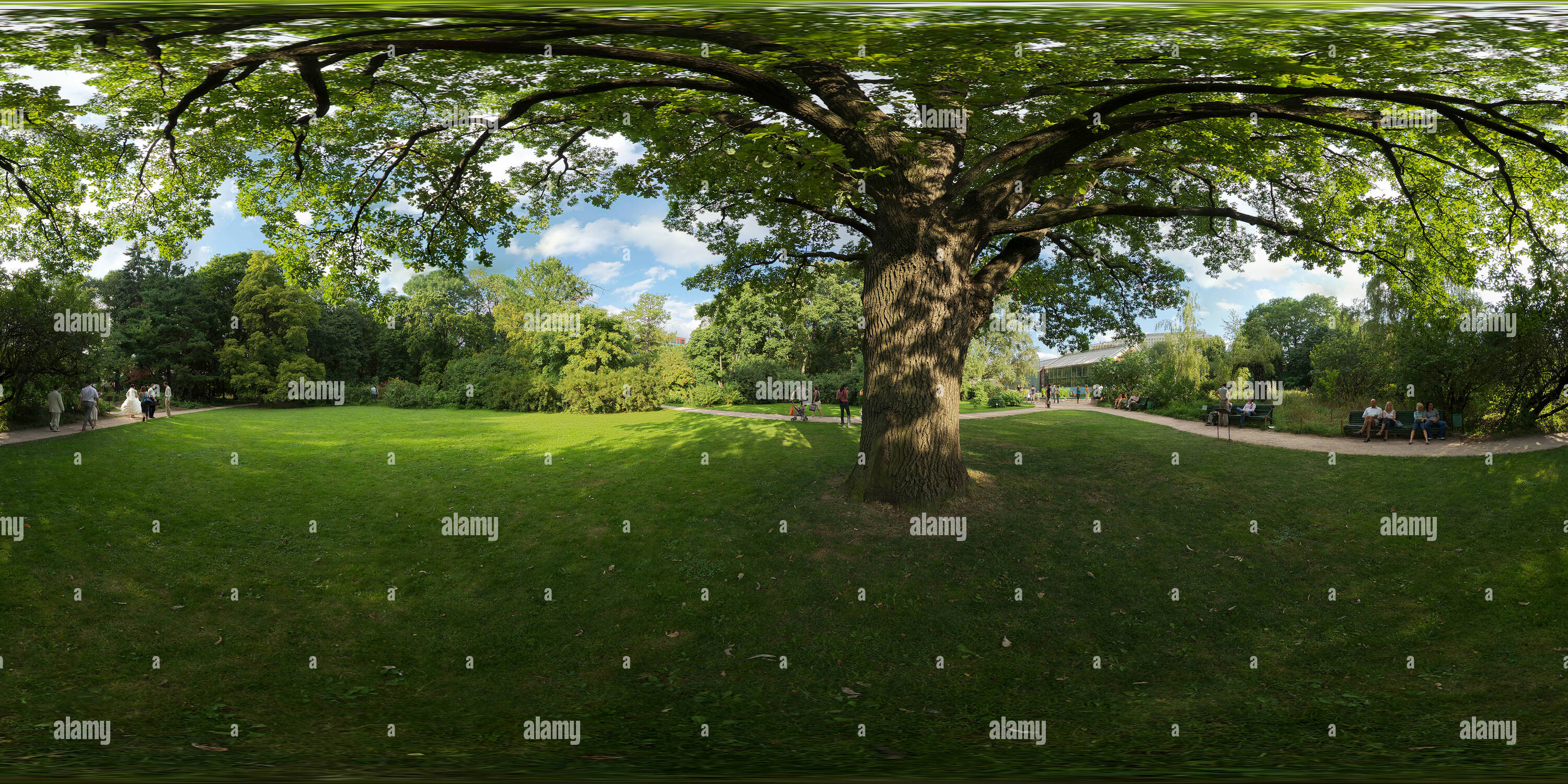 360° view of Old oak tree, the botanic garden of Moscow State ...
