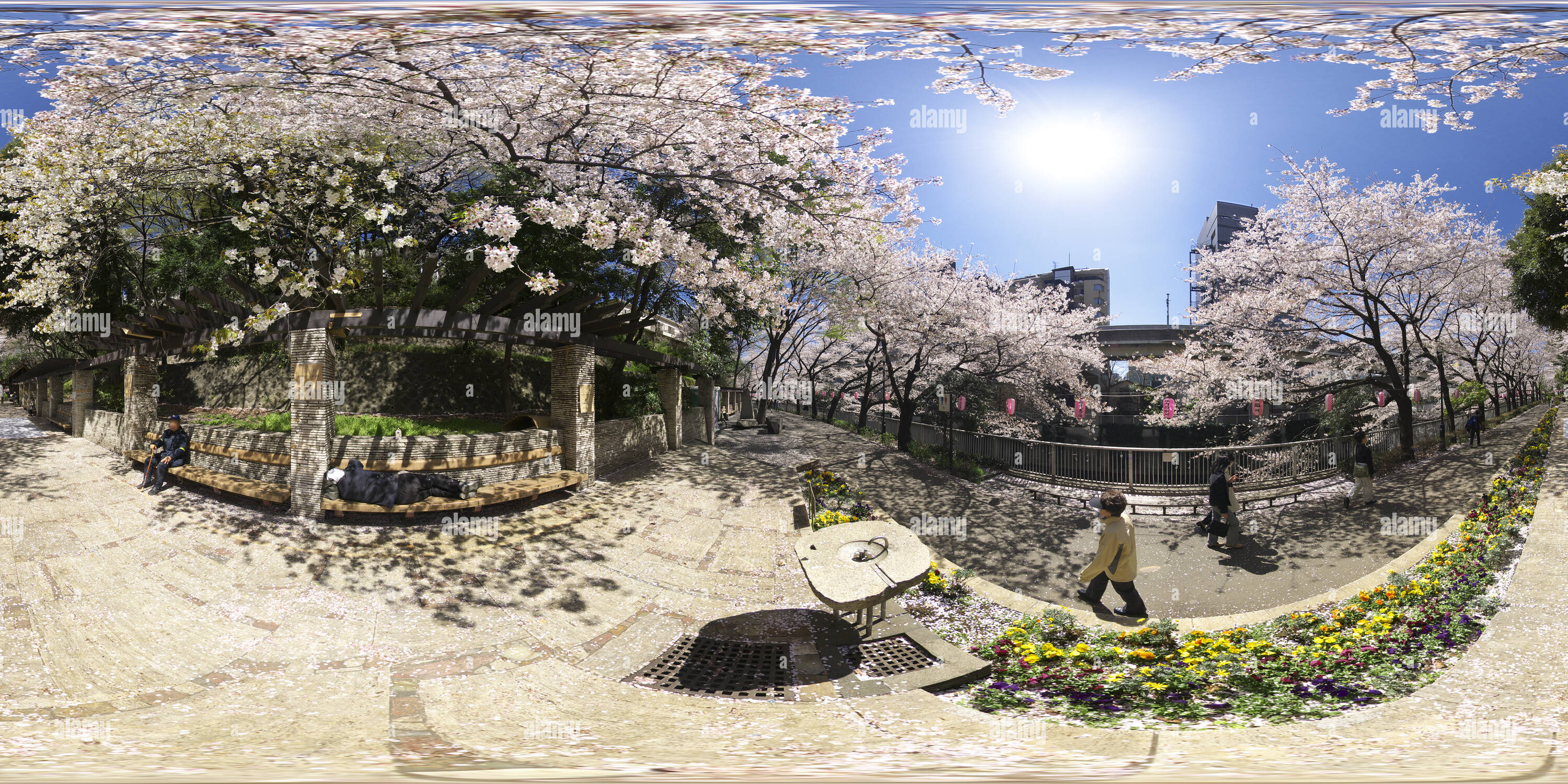 360° view of Cherry blossoms full-bloomed - Alamy