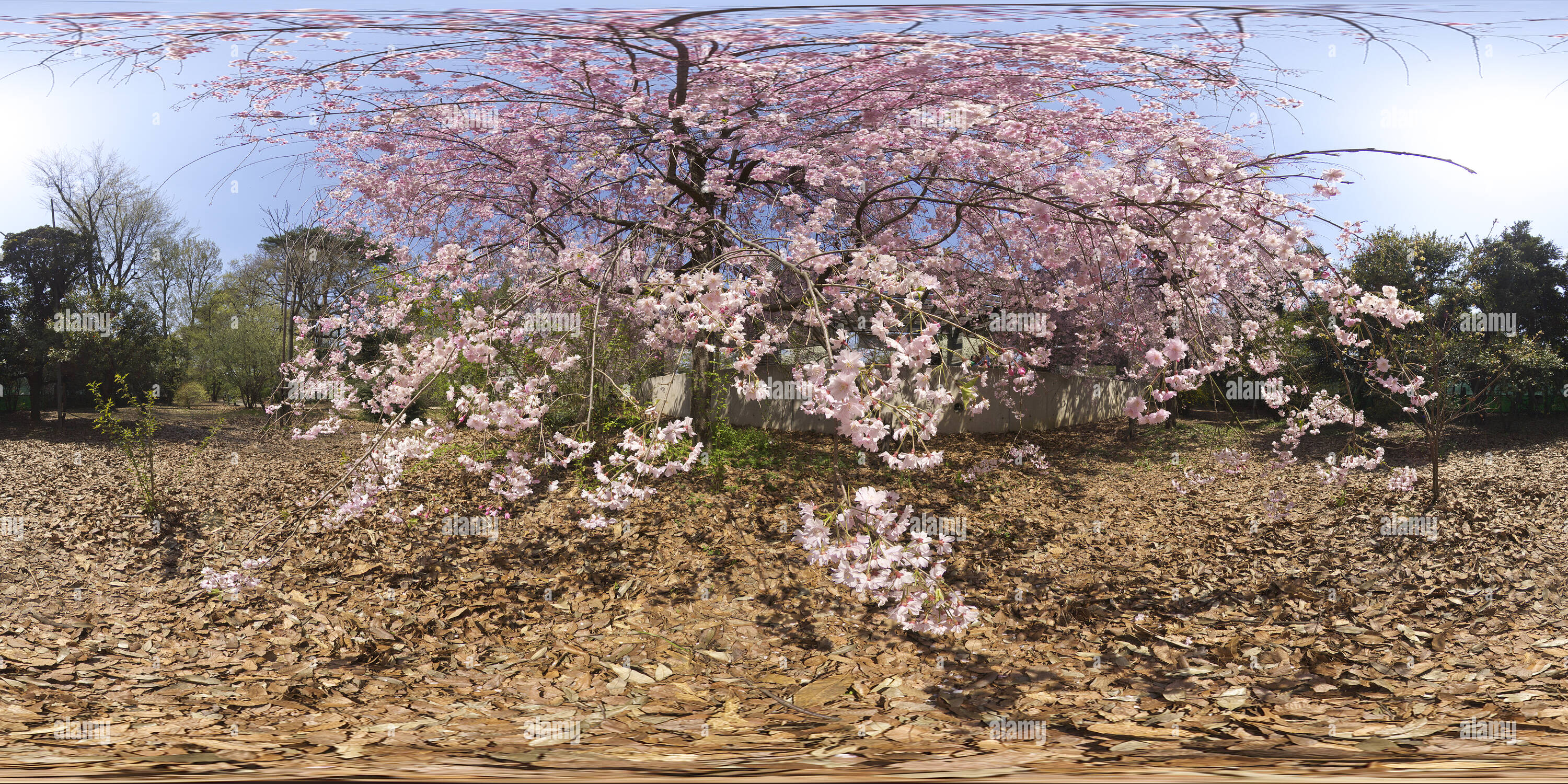 360° view of Cherry blossoms full-bloomed - Alamy
