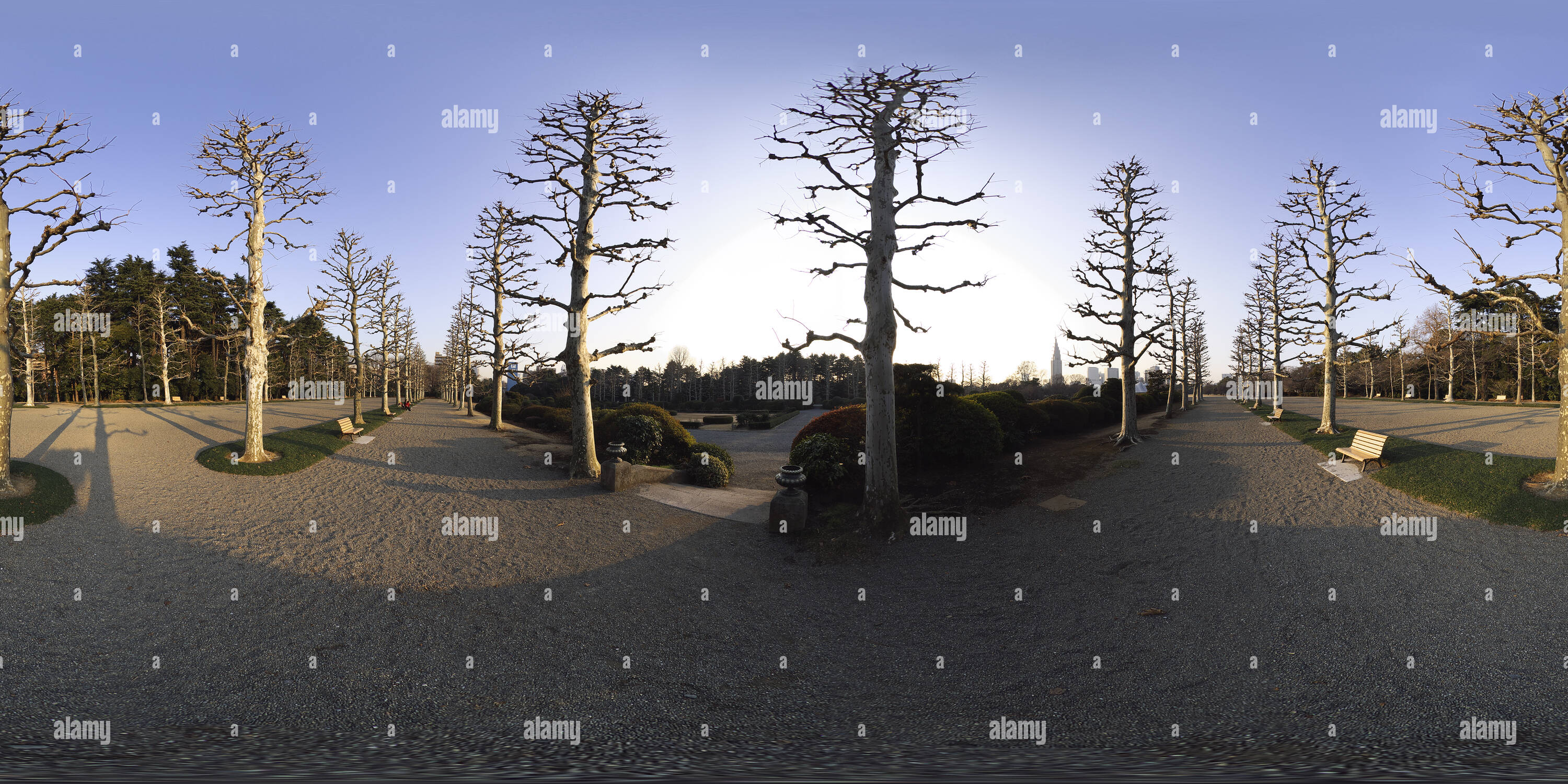 360° view of Roadside trees of plane tree - Alamy