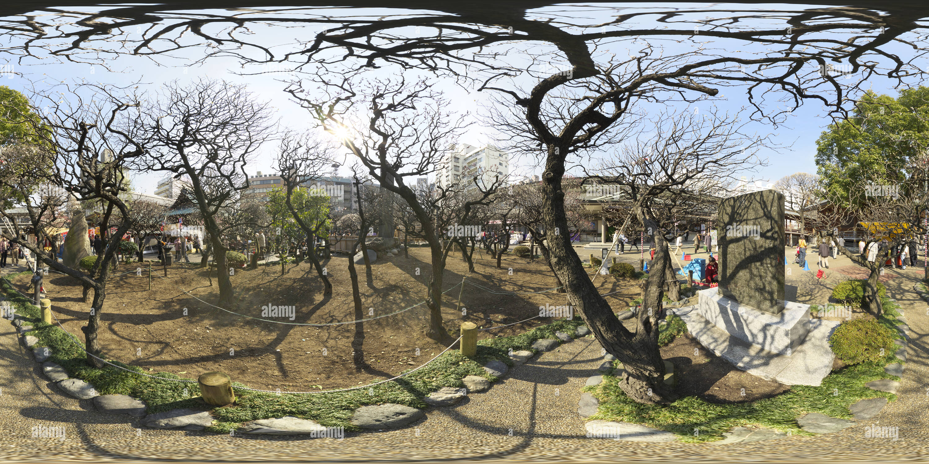 360° view of Yushima Tenjin - Plum tree - Alamy
