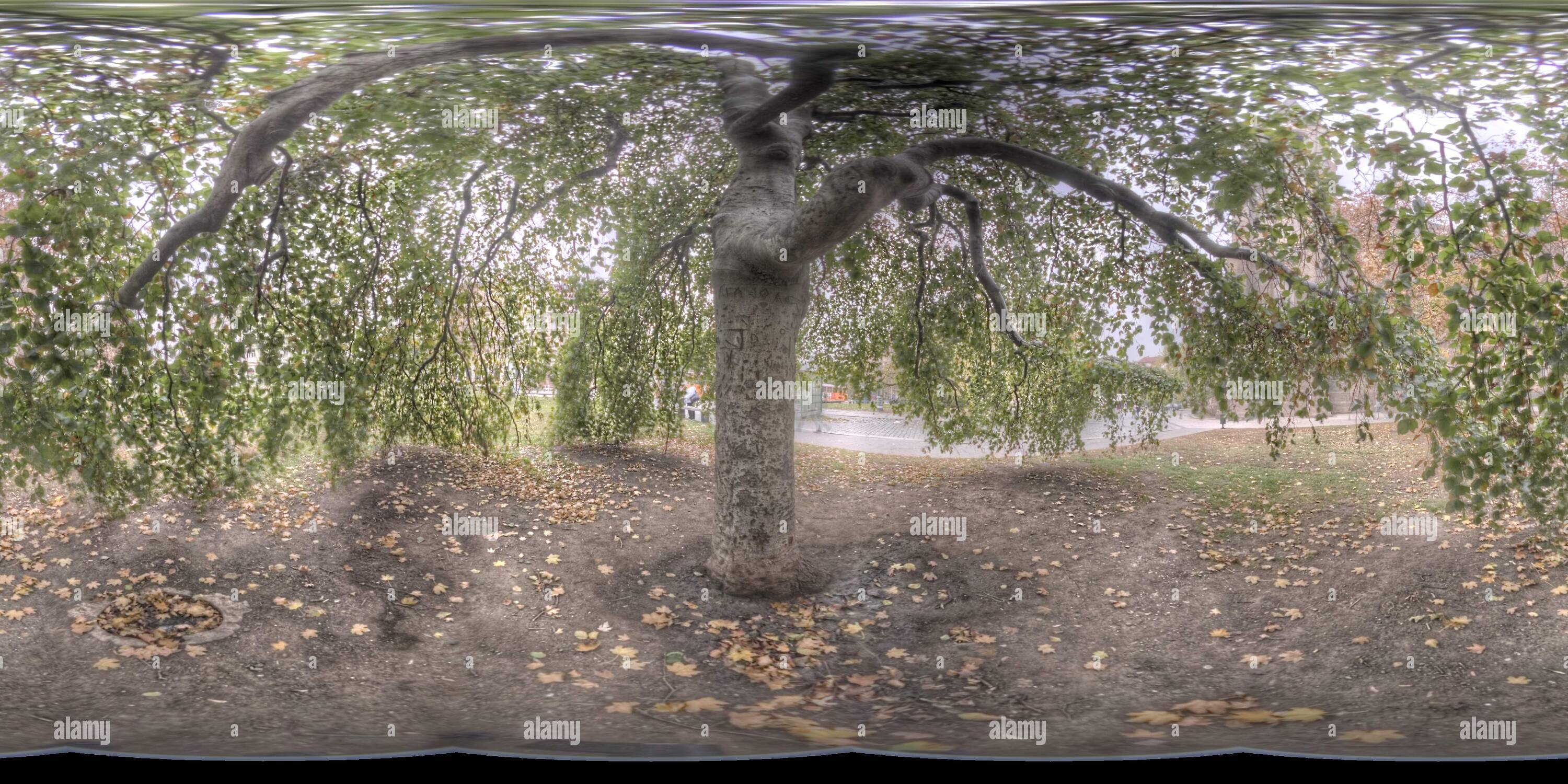 360° view of The Kissing Tree - Alamy