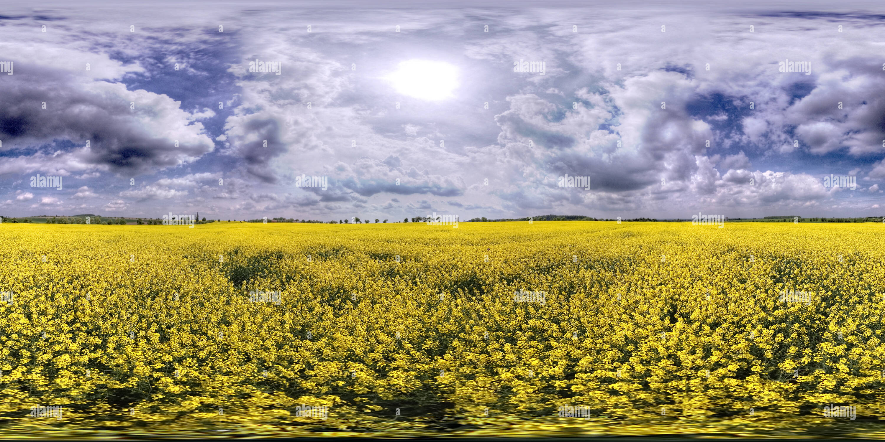 360° view of In a field of Yellow - Alamy