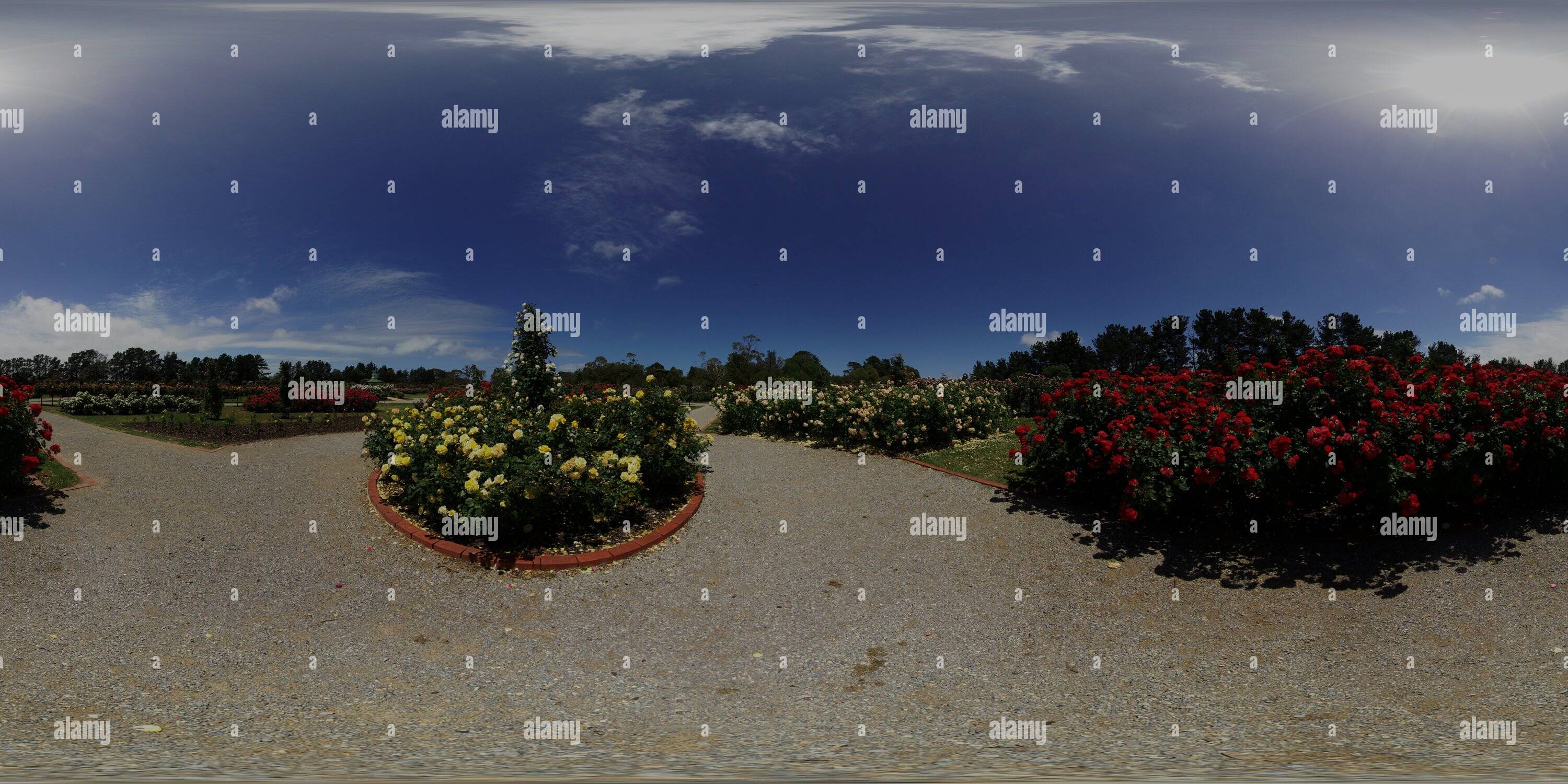 Victoria state rose garden hi-res stock photography and images - Alamy