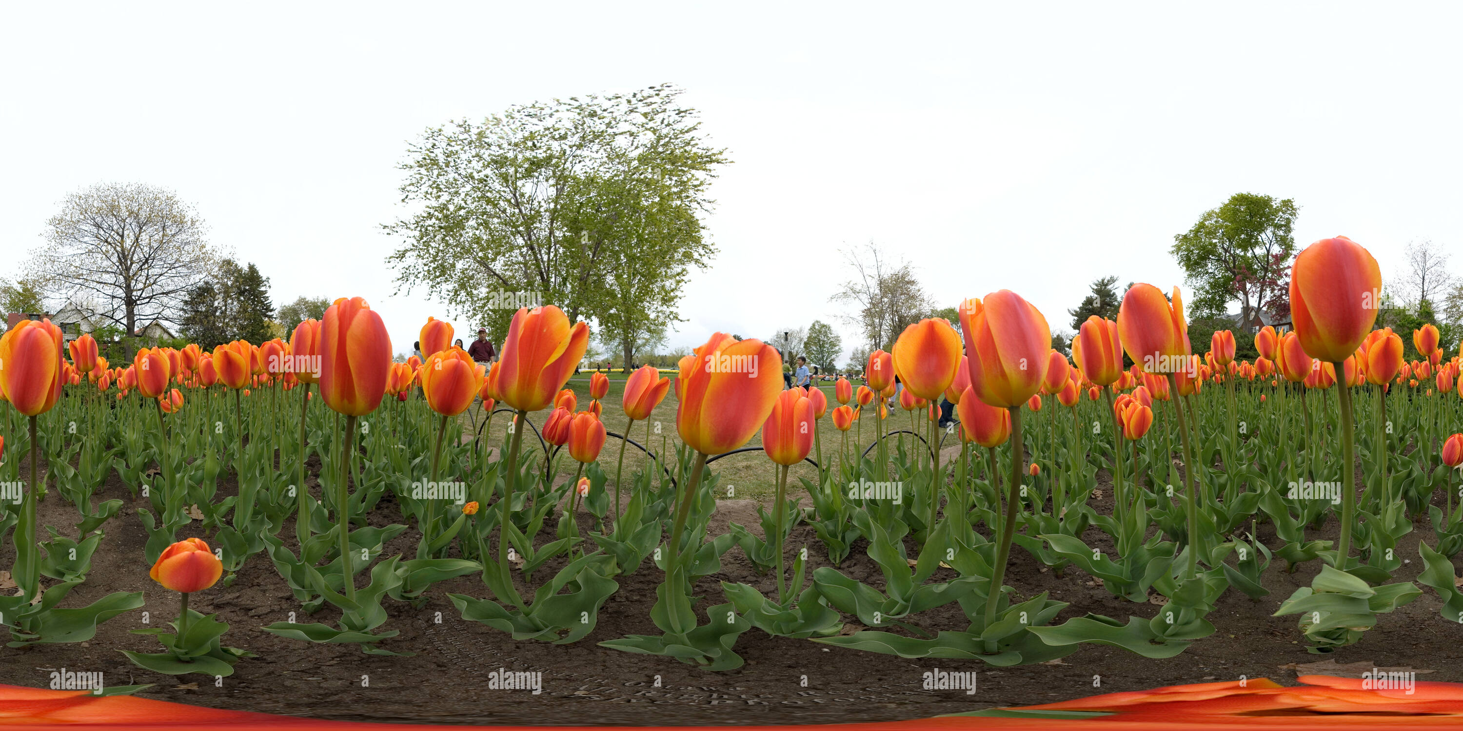 360° view of Canadian Tulips Festival - Alamy