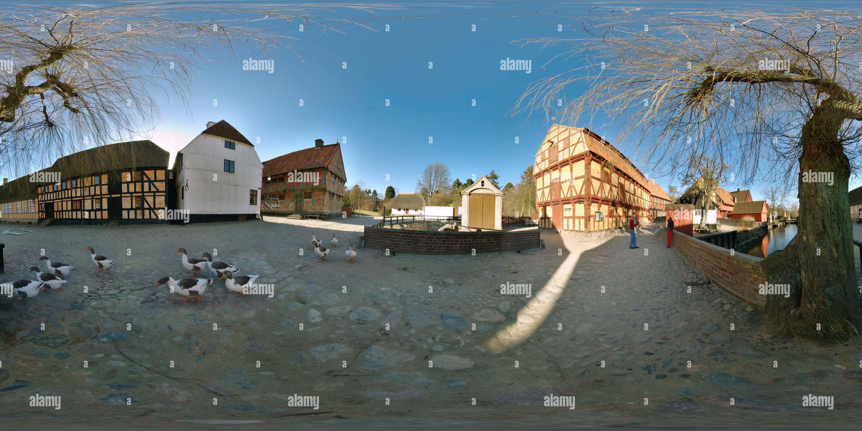 360° view of Geese-walk under the willow tree - Alamy