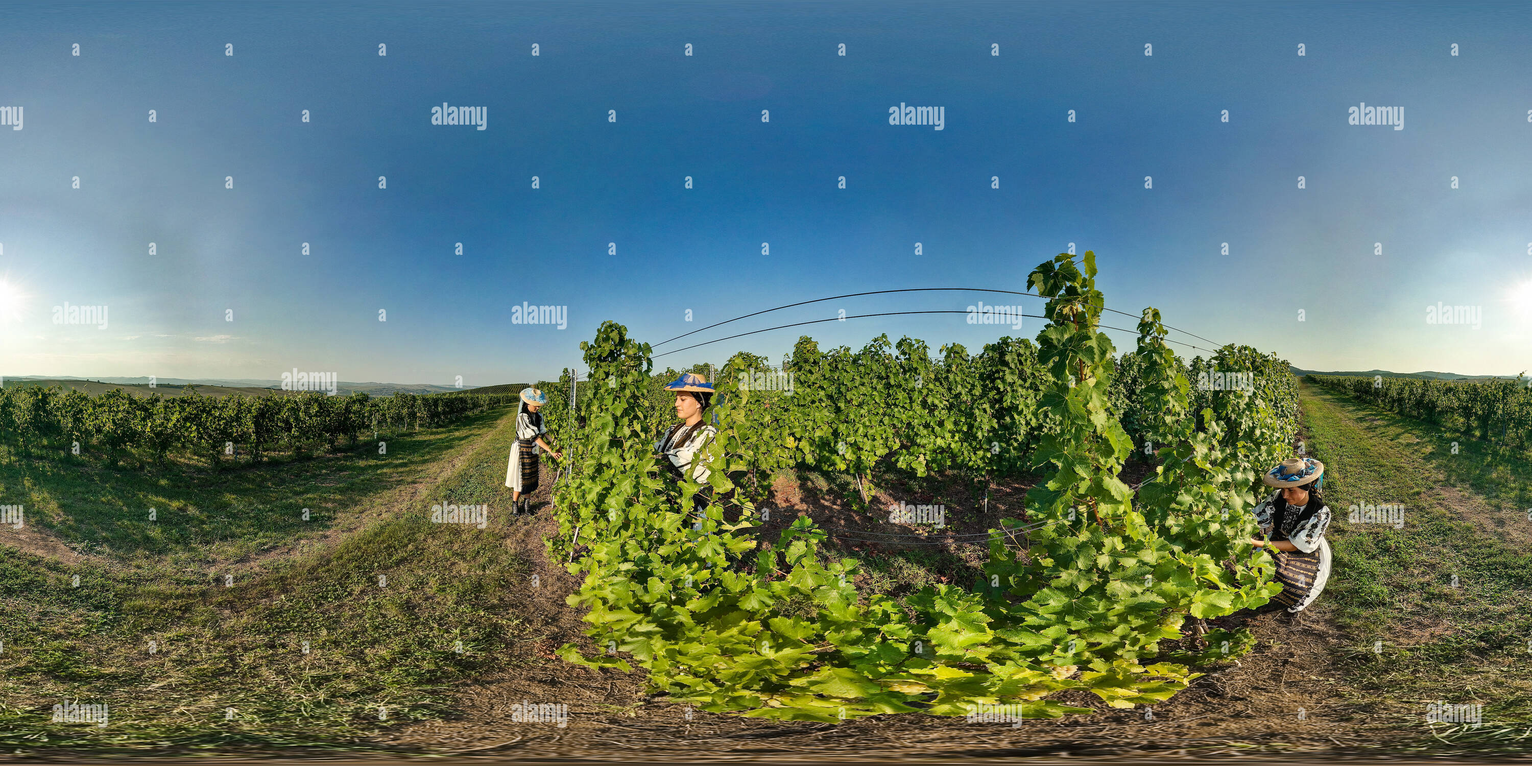 360° view of In the vineyard #1 - Alamy