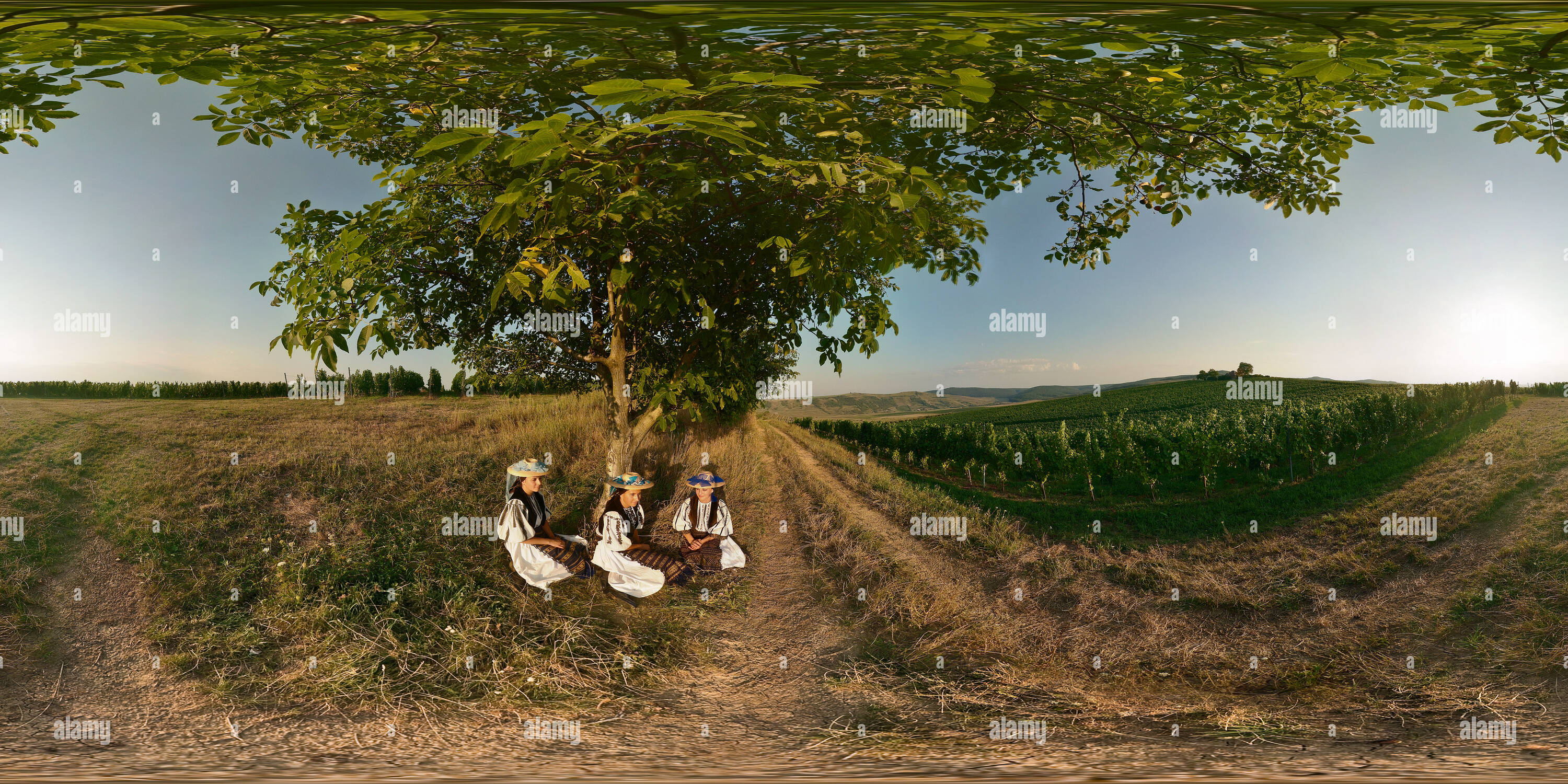 360° view of In the vineyard #3 - Alamy