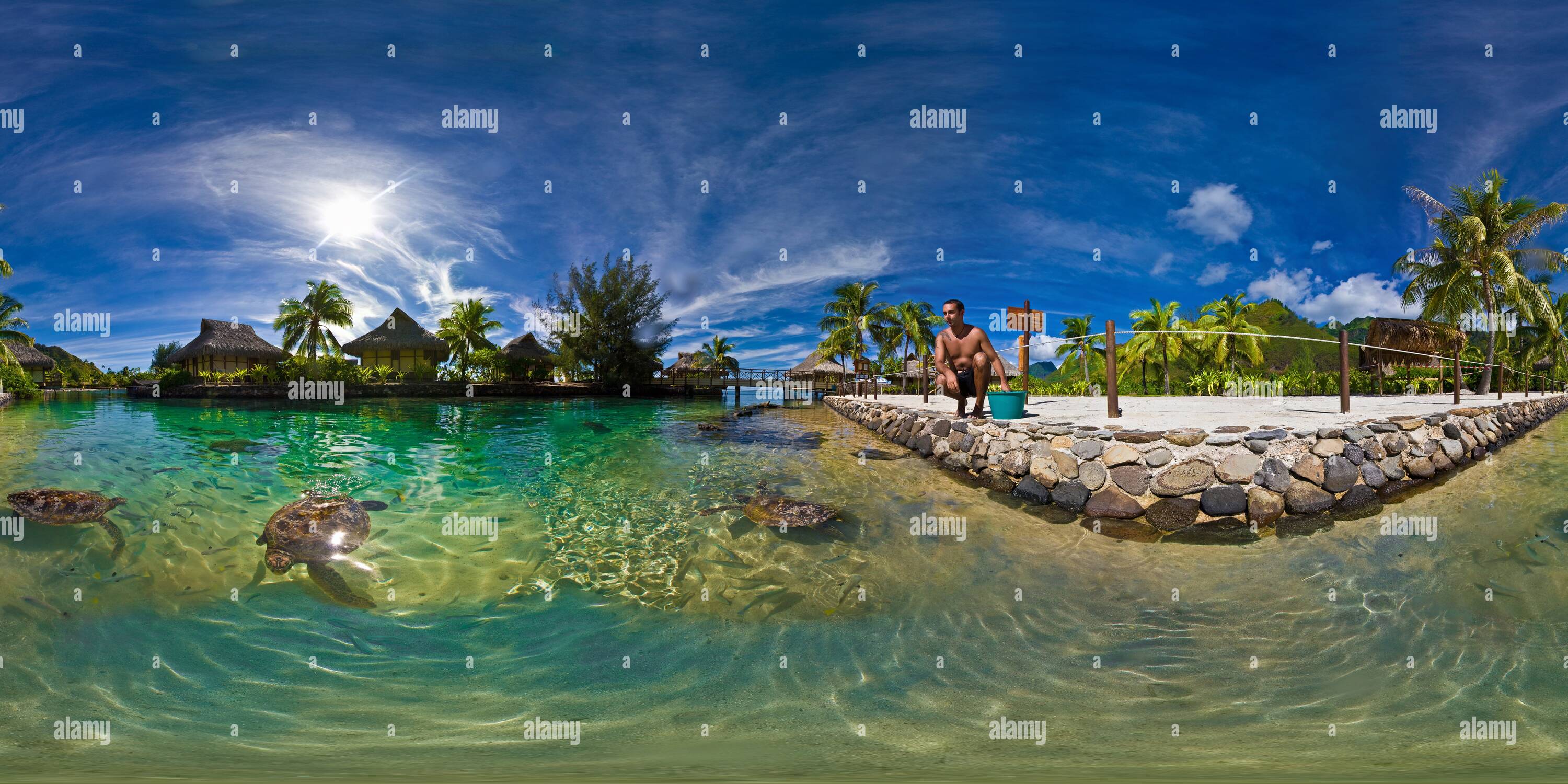 360° view of Playing With Turtles - Alamy