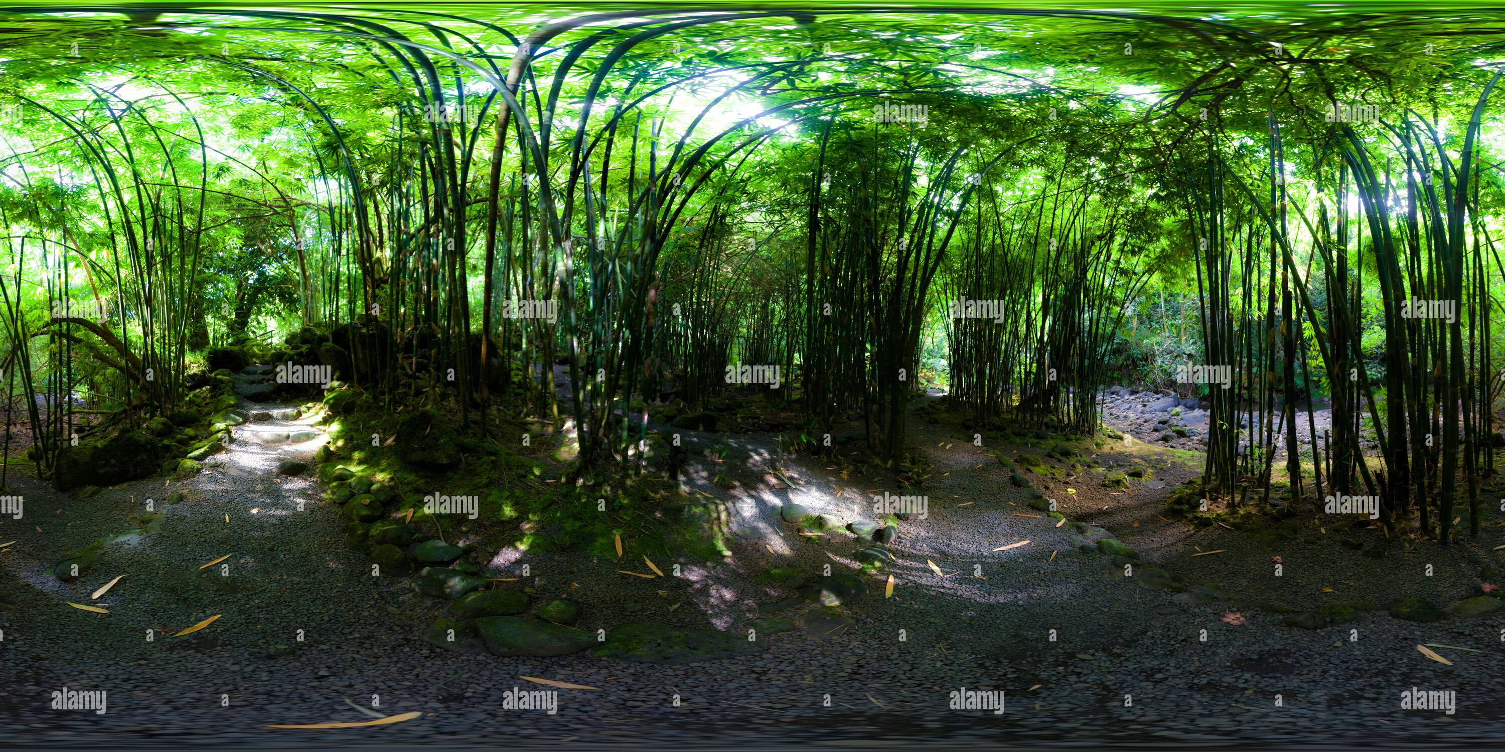 360° view of Bamboo Forest at "Les Trois Cascades - Alamy