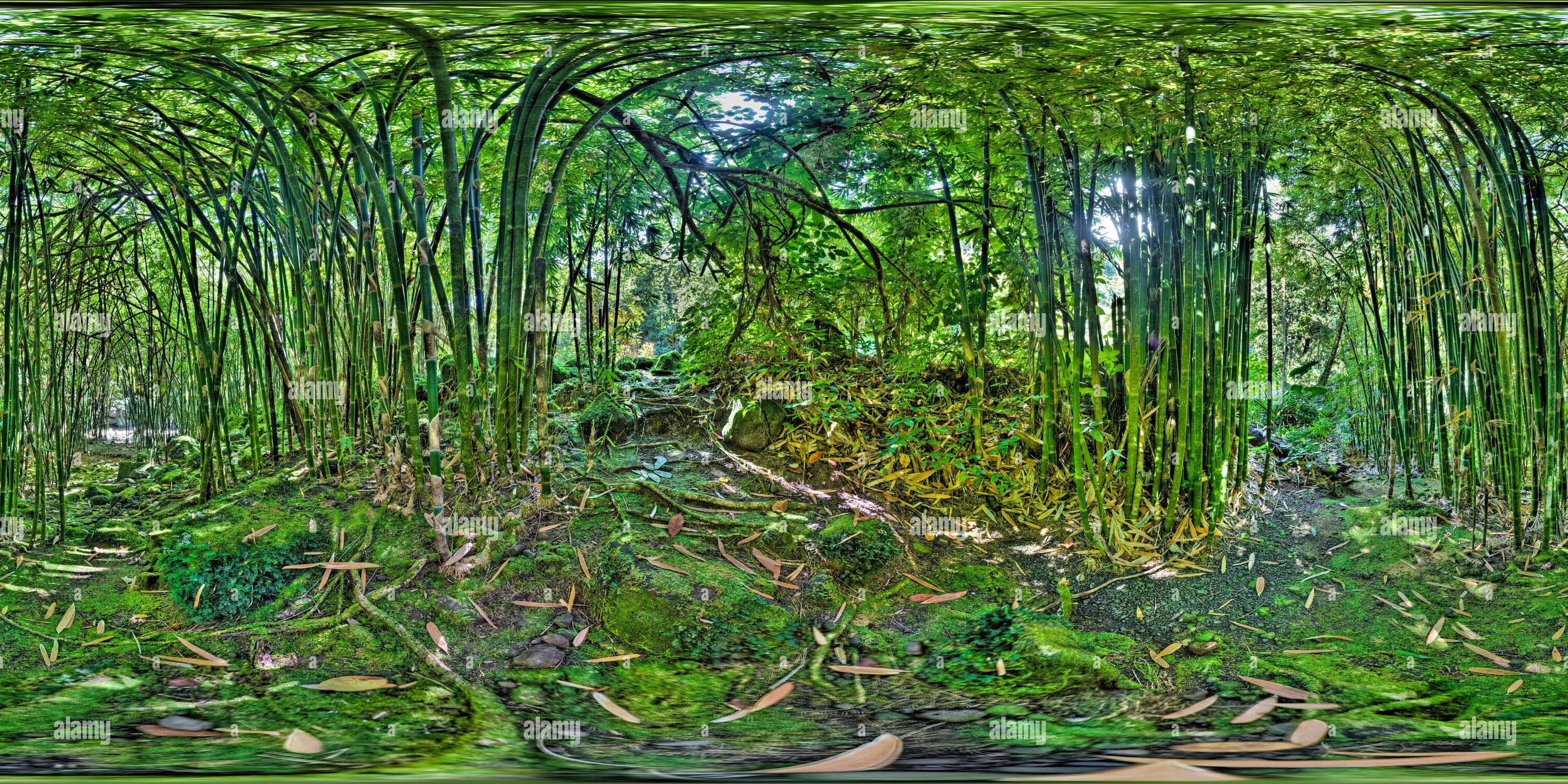360° view of Bamboo Inside - Les 3 Cascades - Alamy
