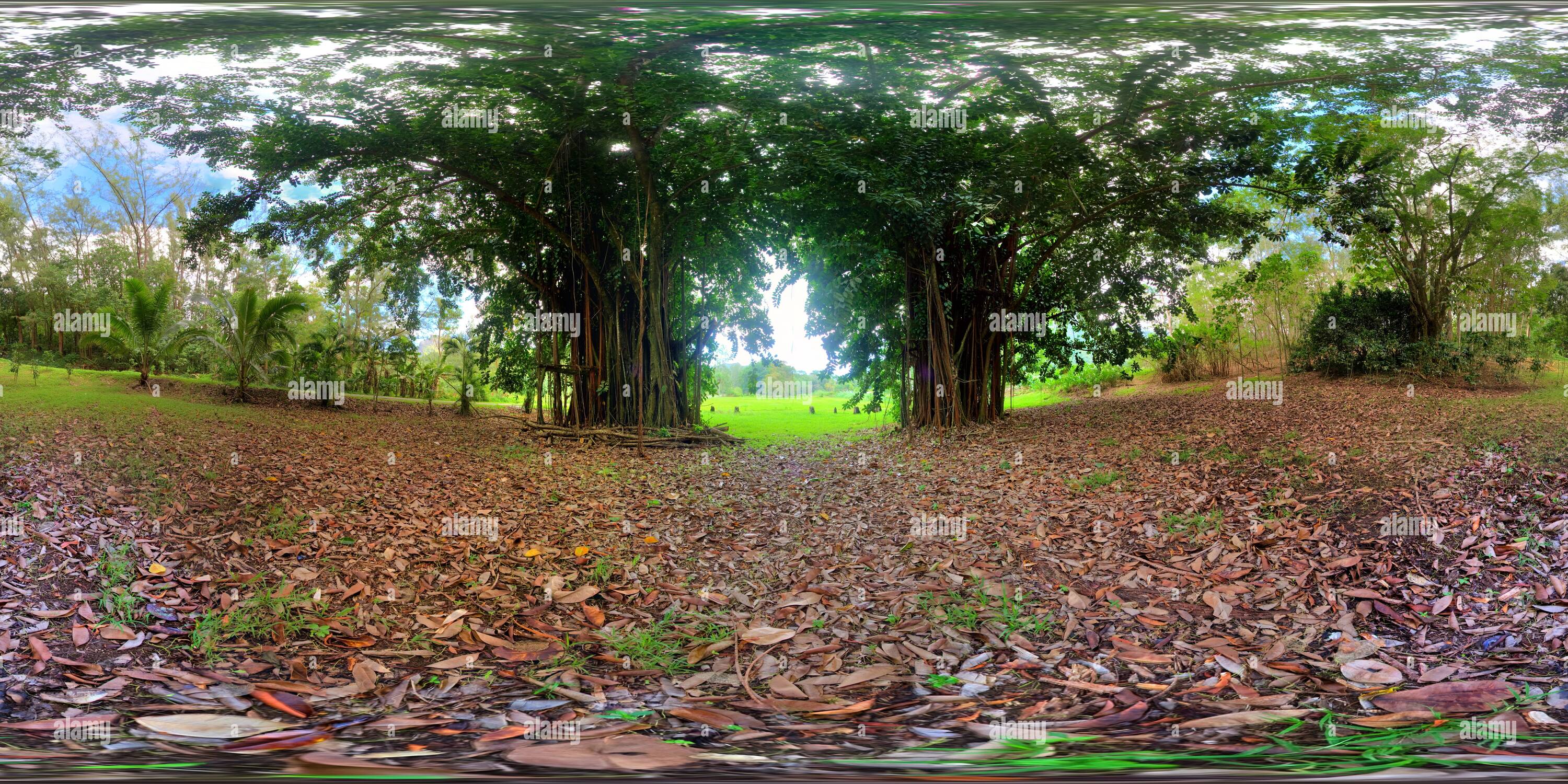 Two banyan trees hi-res stock photography and images - Alamy