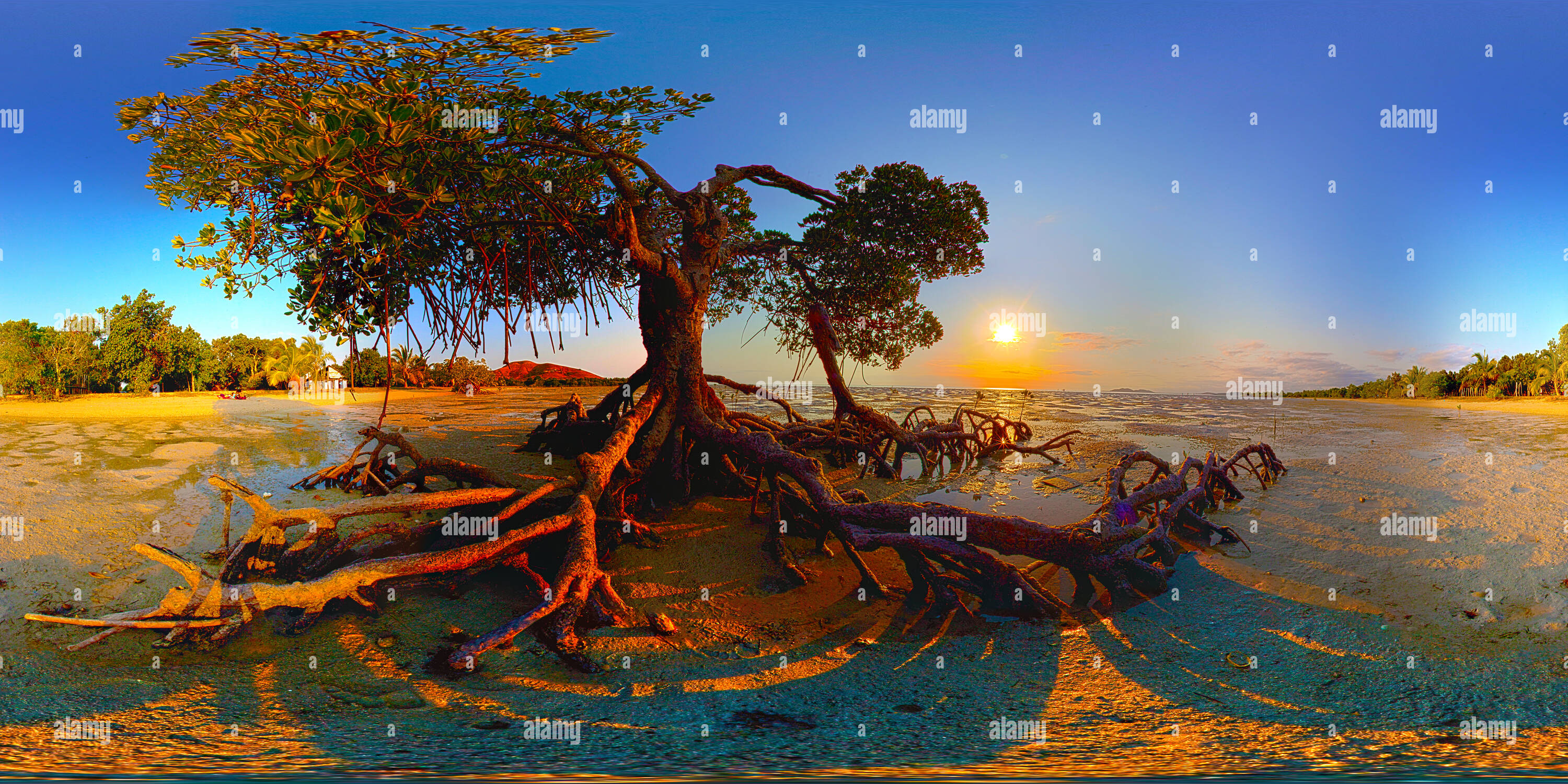 360° view of The Tree & The Sunset - Alamy