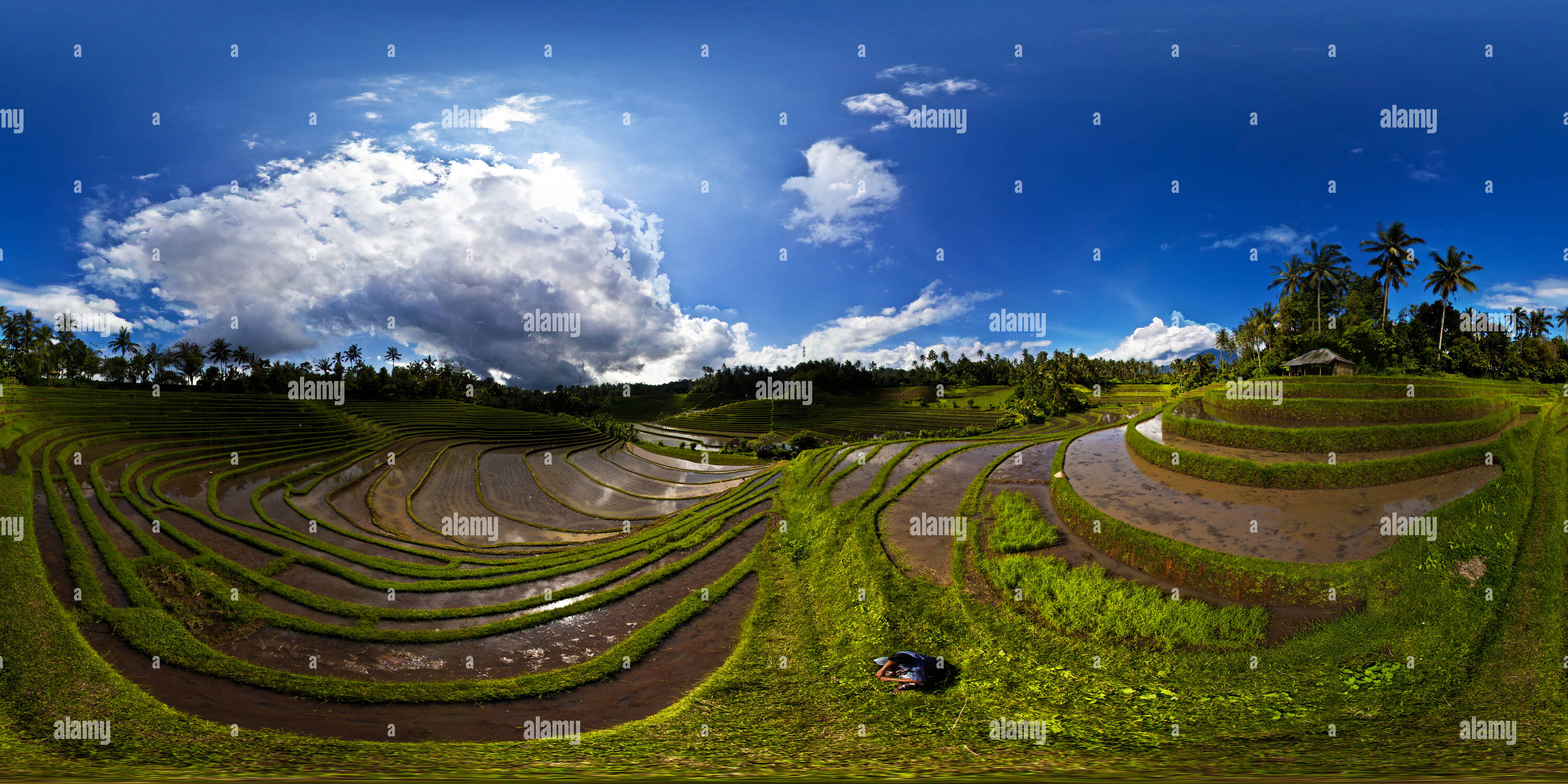 Belimbing hi-res stock photography and images - Alamy