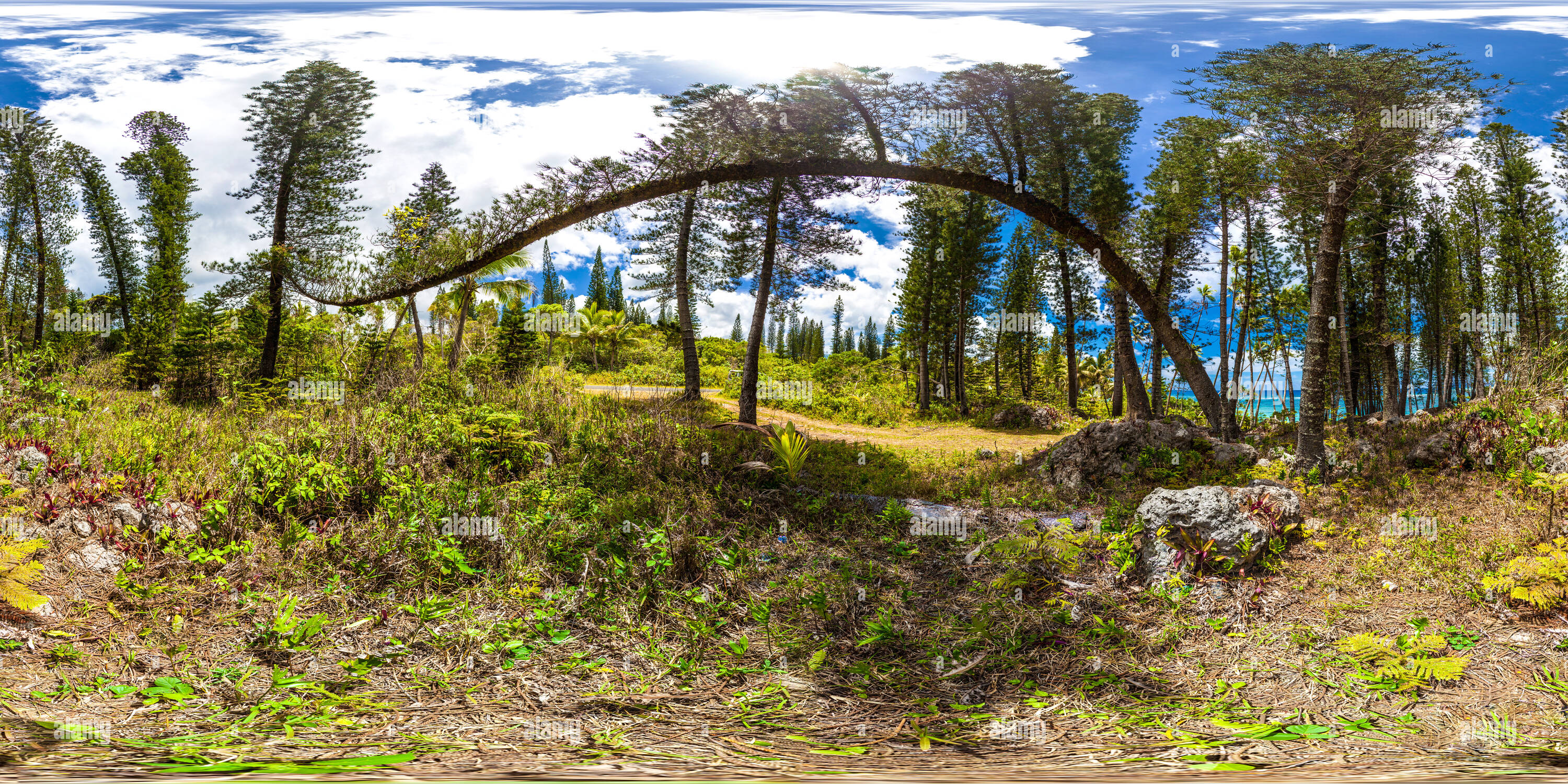 360° view of Loyalty Island - Mare : Spining Araucaria columnaris - Alamy