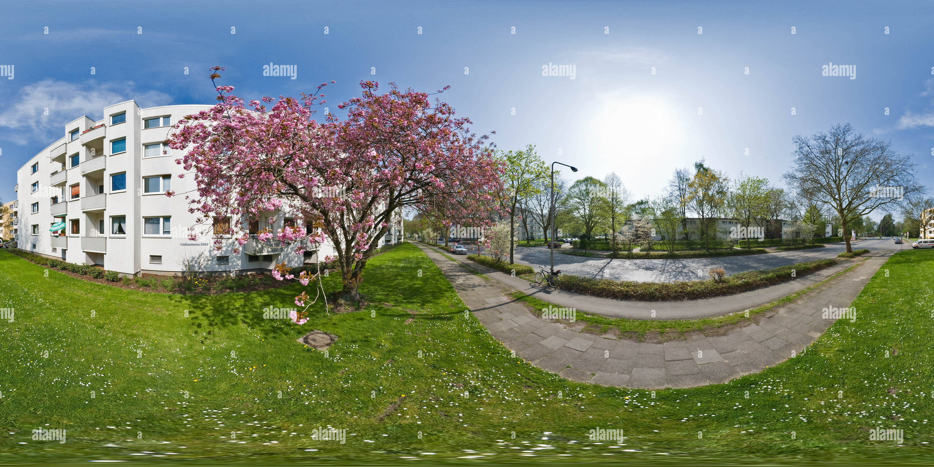 360° view of Tree in Blossom - Alamy