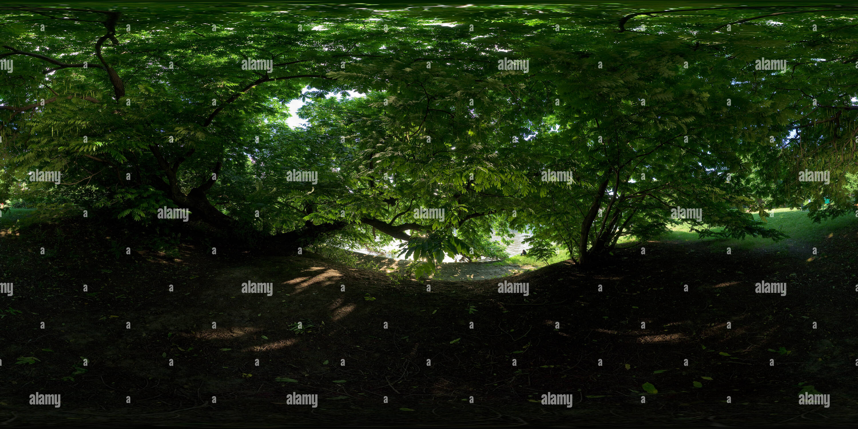 360° view of Big tree by the Po river banks - Alamy