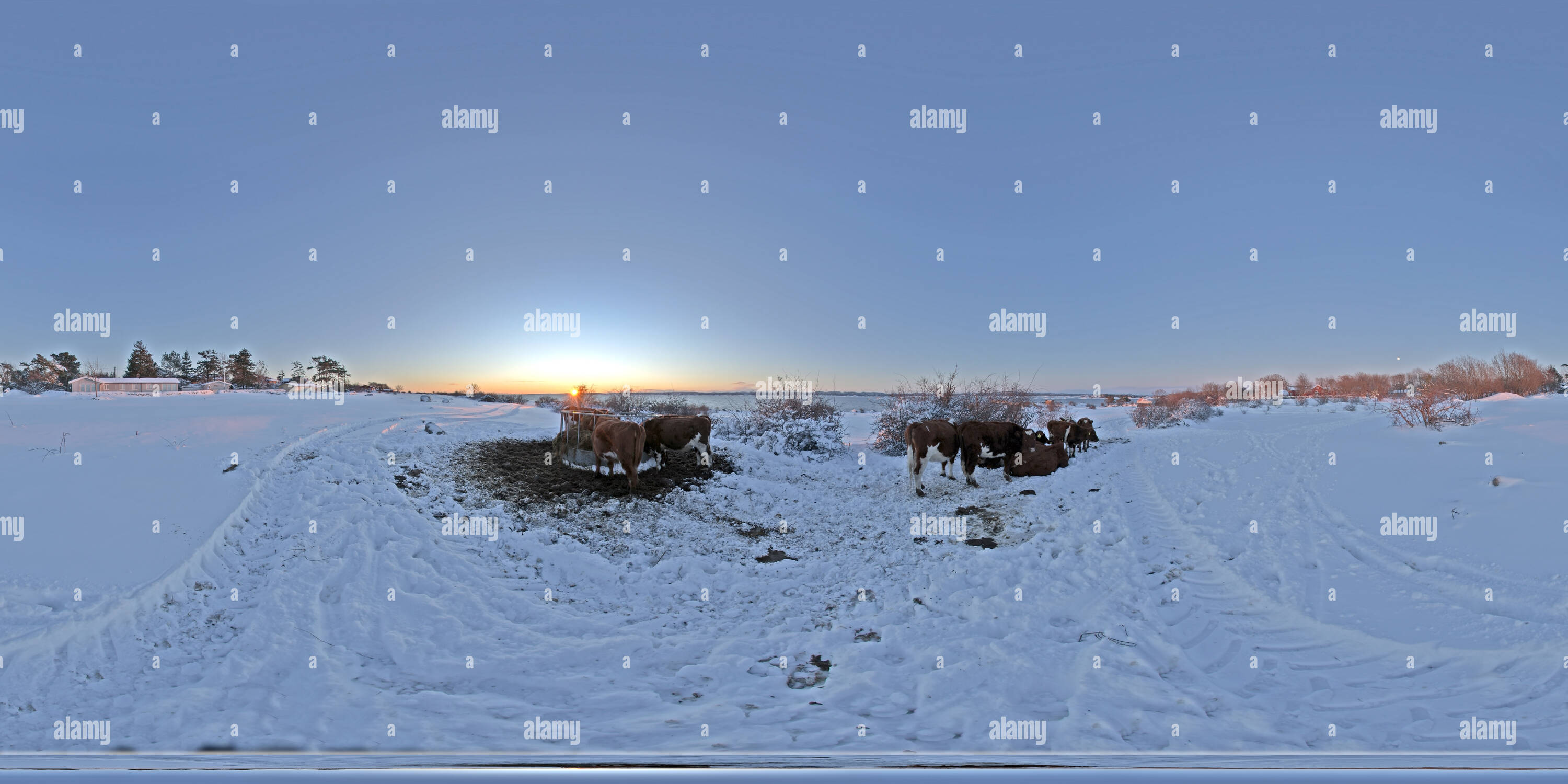 360° view of Cows in coldness - Alamy