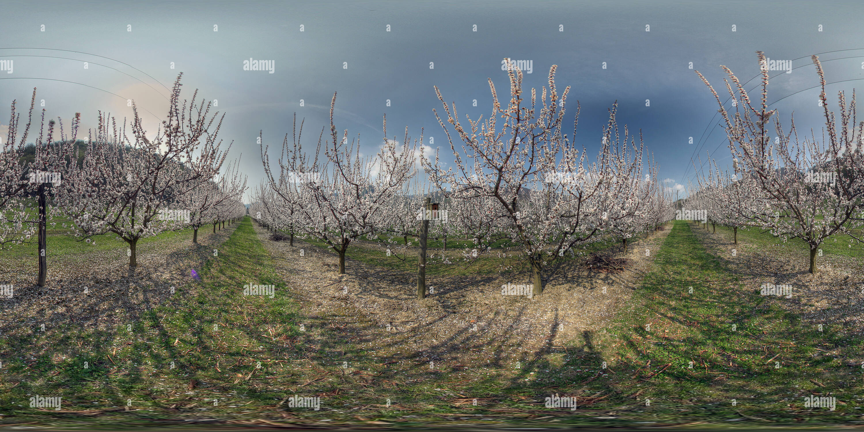 360° view of Apricot Blossom Wachau - Alamy
