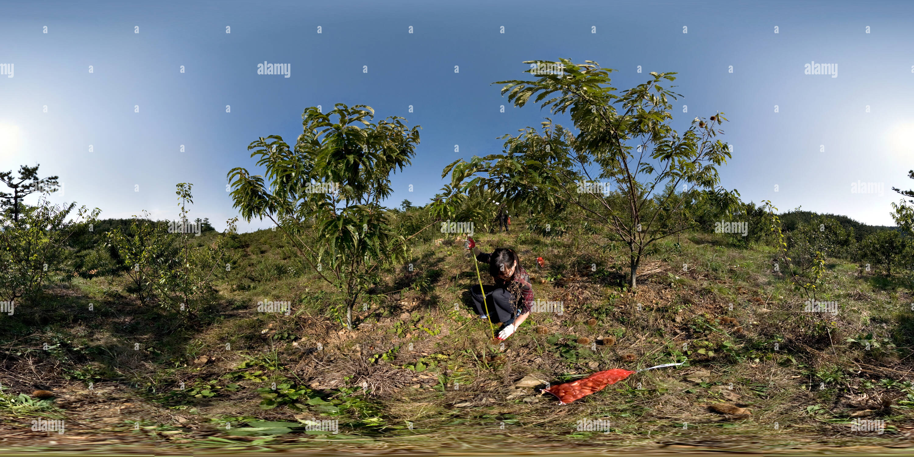 360° view of Anmyeondo - Picking chestnuts - Alamy
